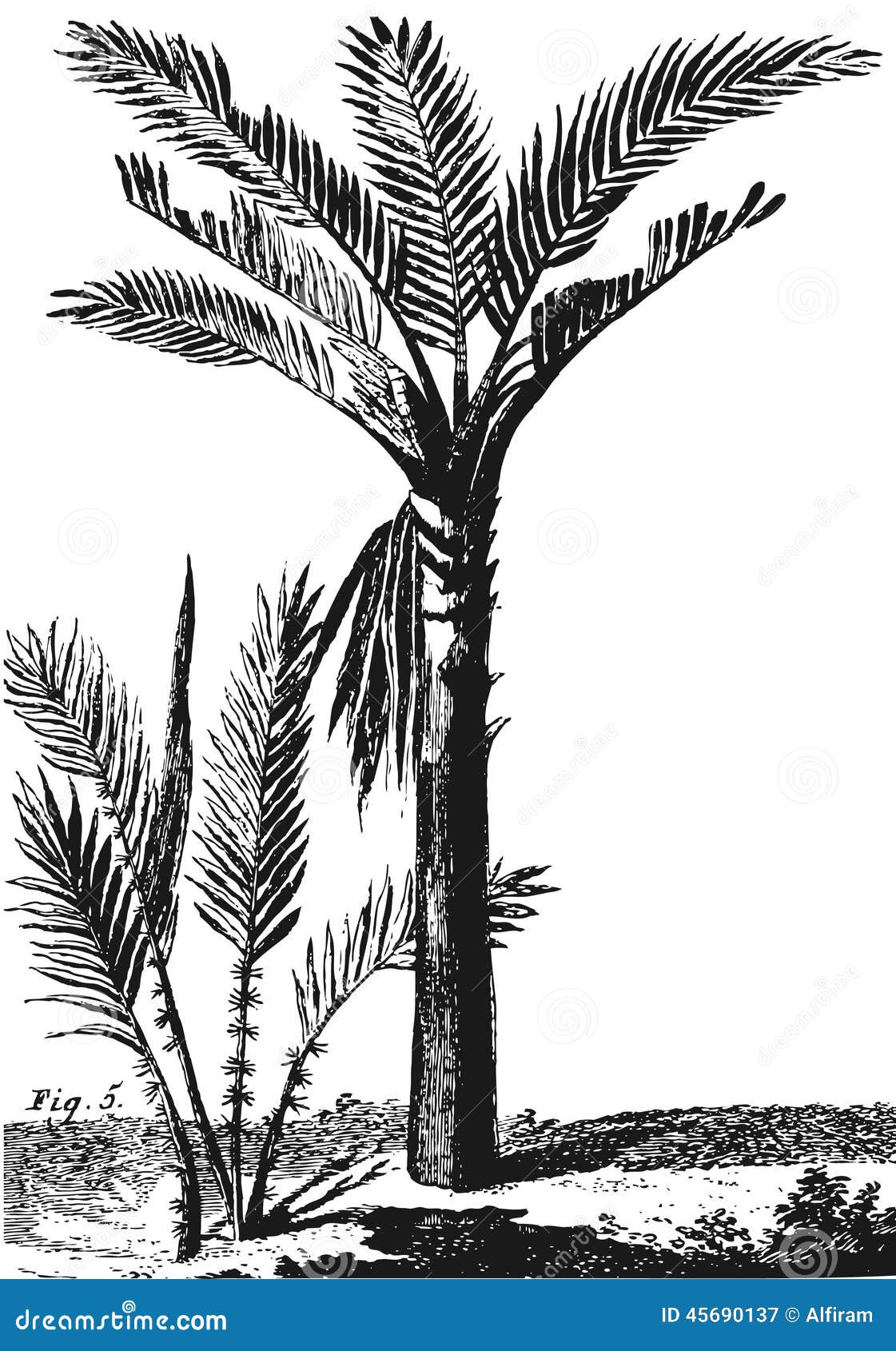 Paume de sagou illustration de vecteur. Illustration du vecteur - 45690137