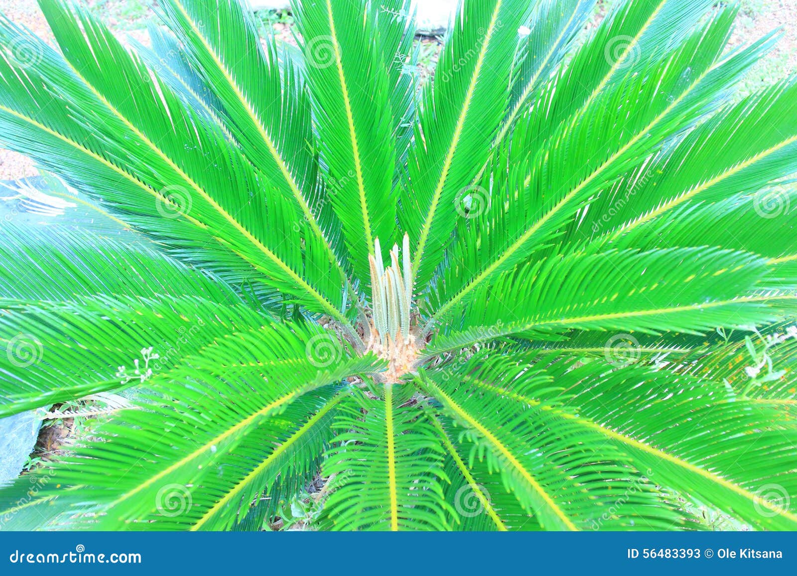 Paume de sagou image stock. Image du image, sagou, bourgeon - 56483393