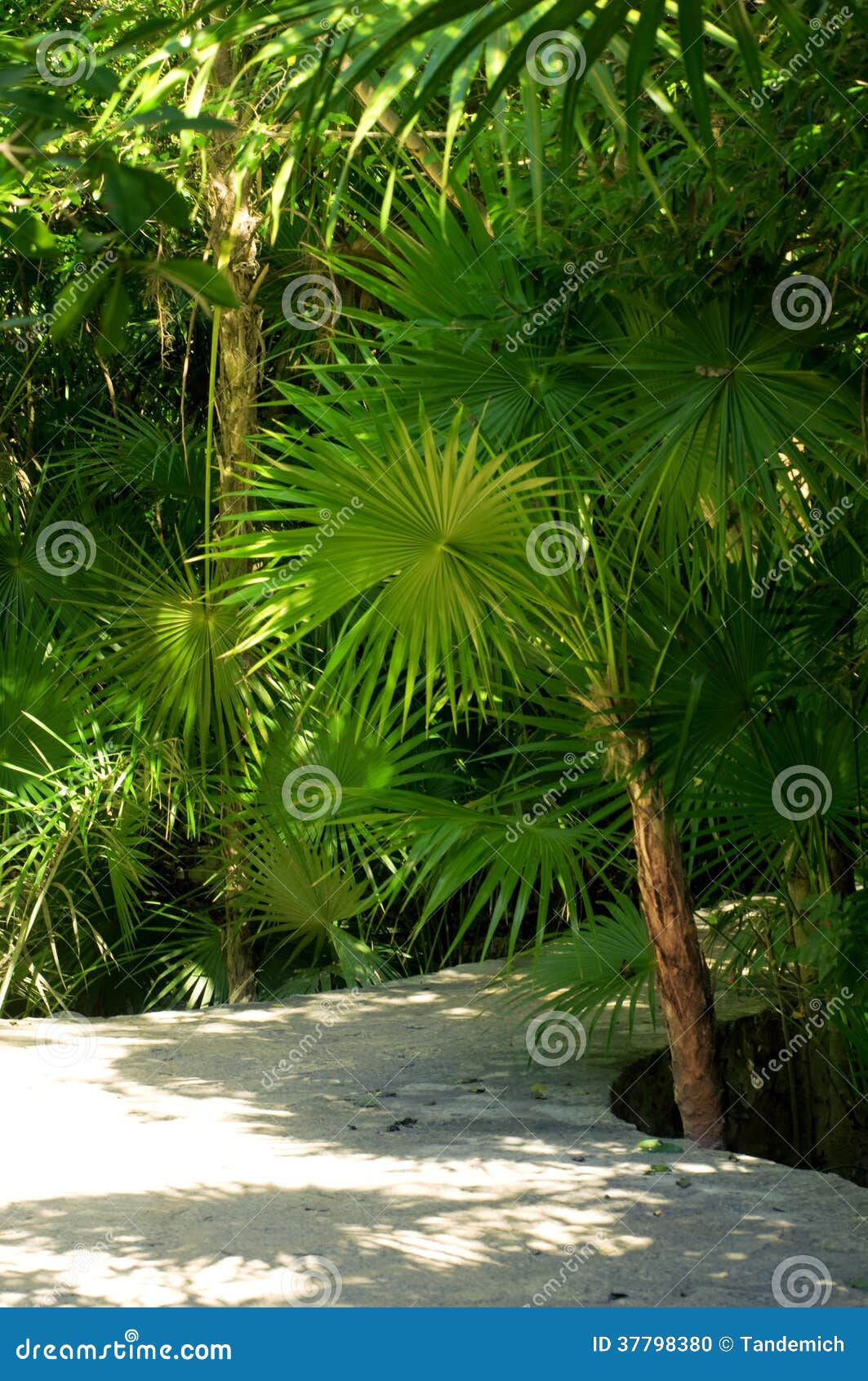 Paumes de sagou photo stock. Image du vivacité, nature - 37798380