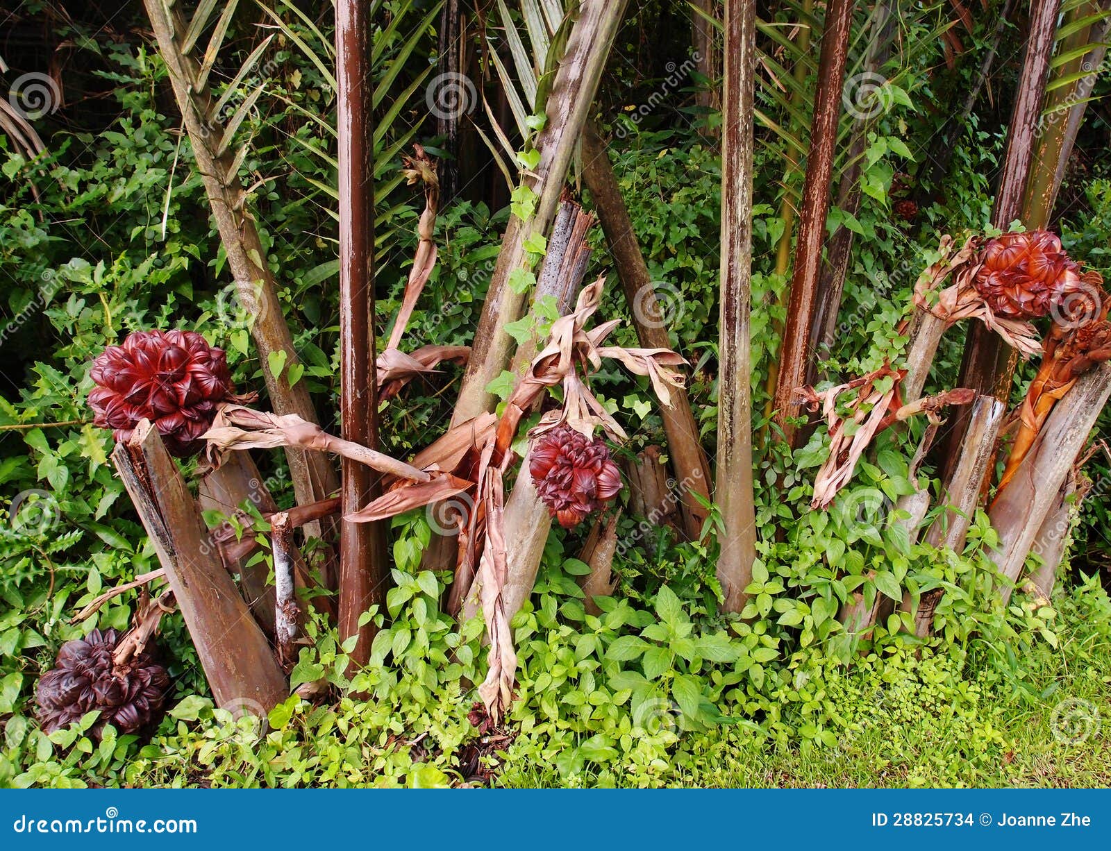Paumes Et Fruit De Nipah Dans Les Wilds Photo stock - Image du ...