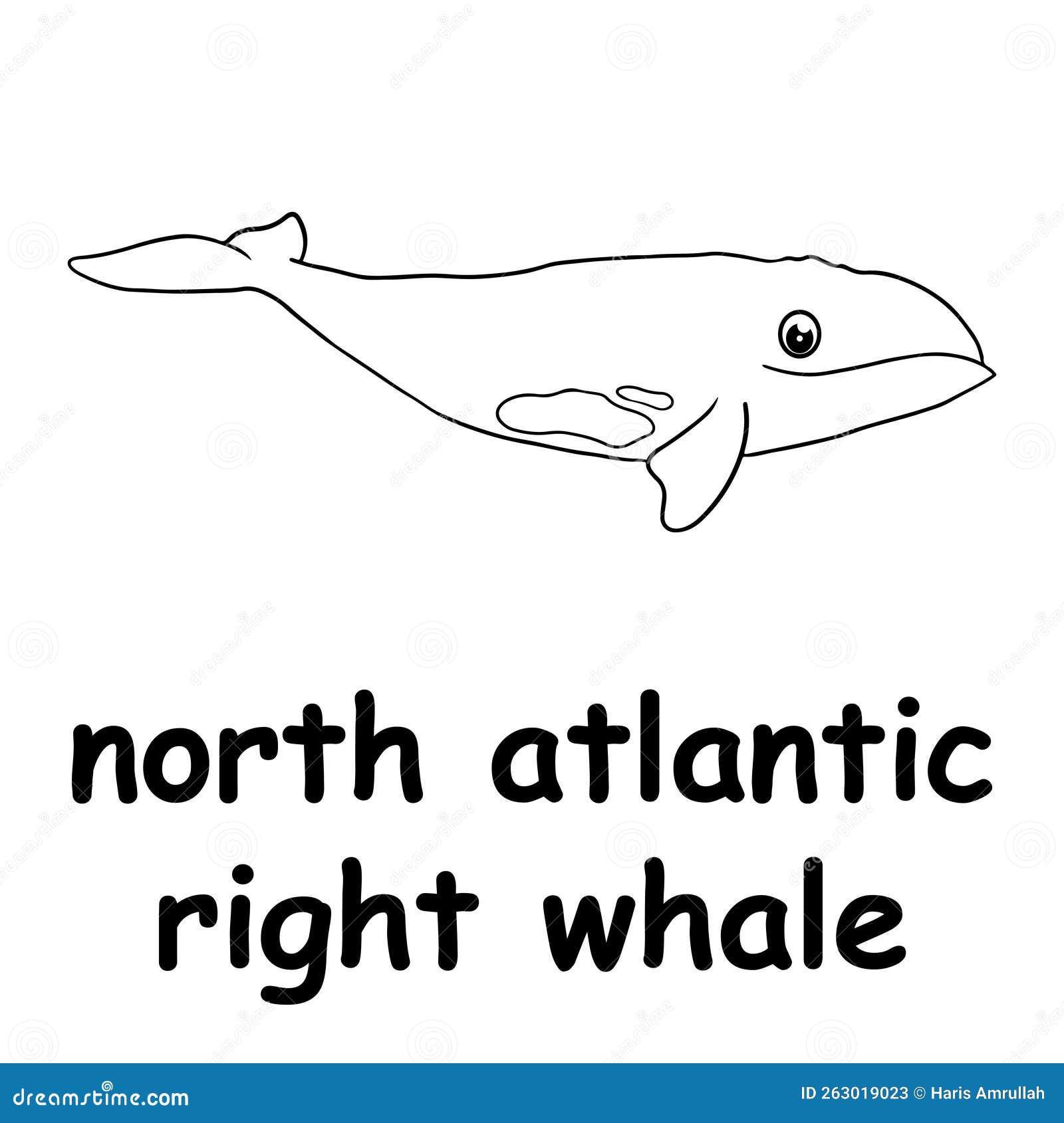Kids Line Illustration Coloring North Atlantic Right Whale. Animal ...