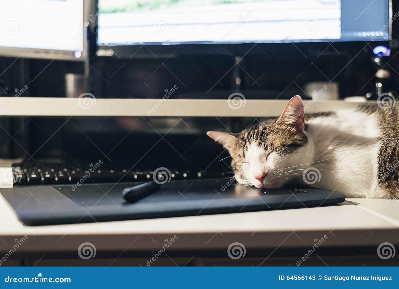 Pause at Work: Cat Sleeping on Keyboard Stock Image - Image of business ...