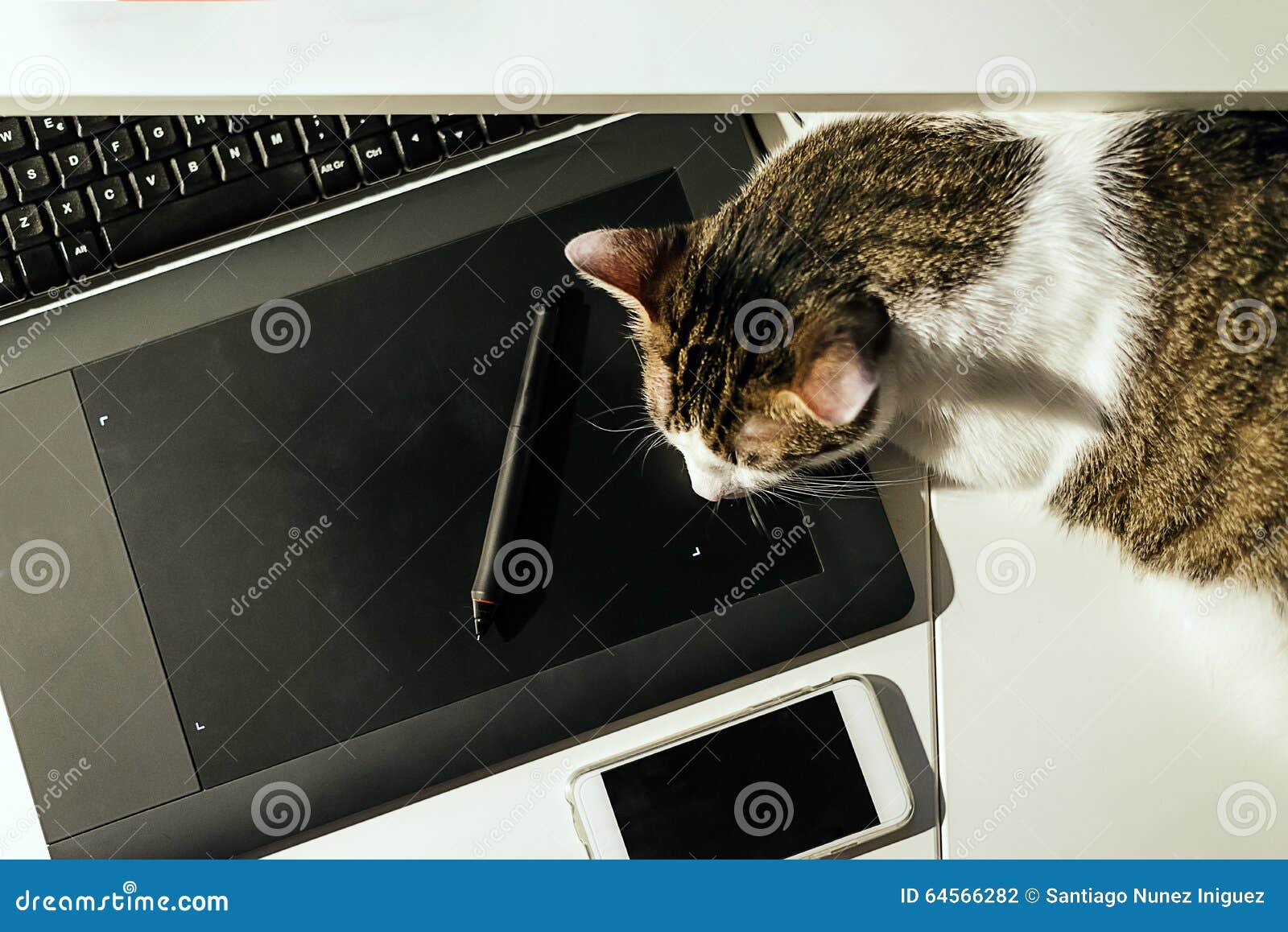 Pause at Work: Cat Sleeping on Keyboard. Stock Photo - Image of laptop ...