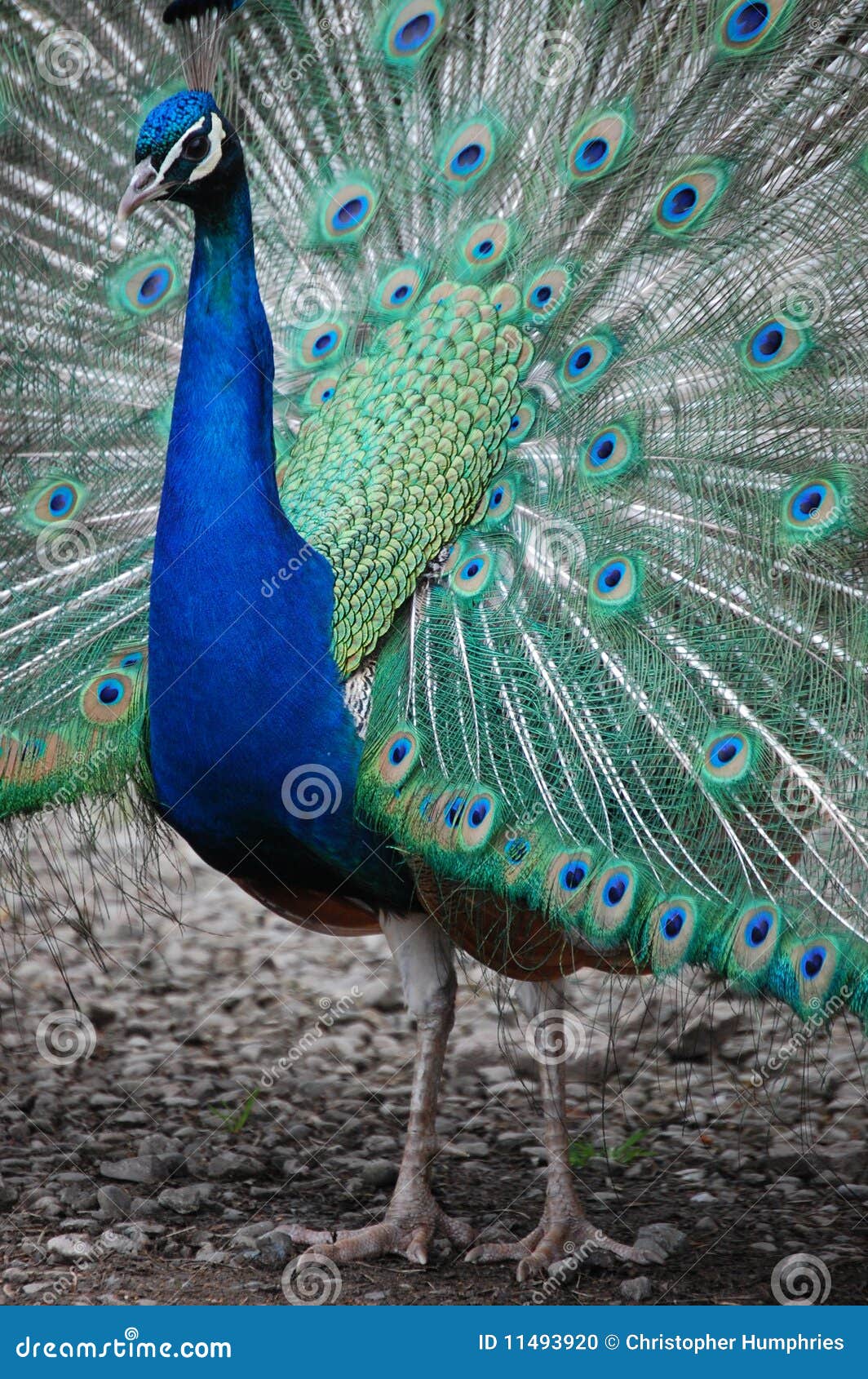 Pauw stock foto. Image of ongedierte, veren, ogen, gevaarlijk - 11493920