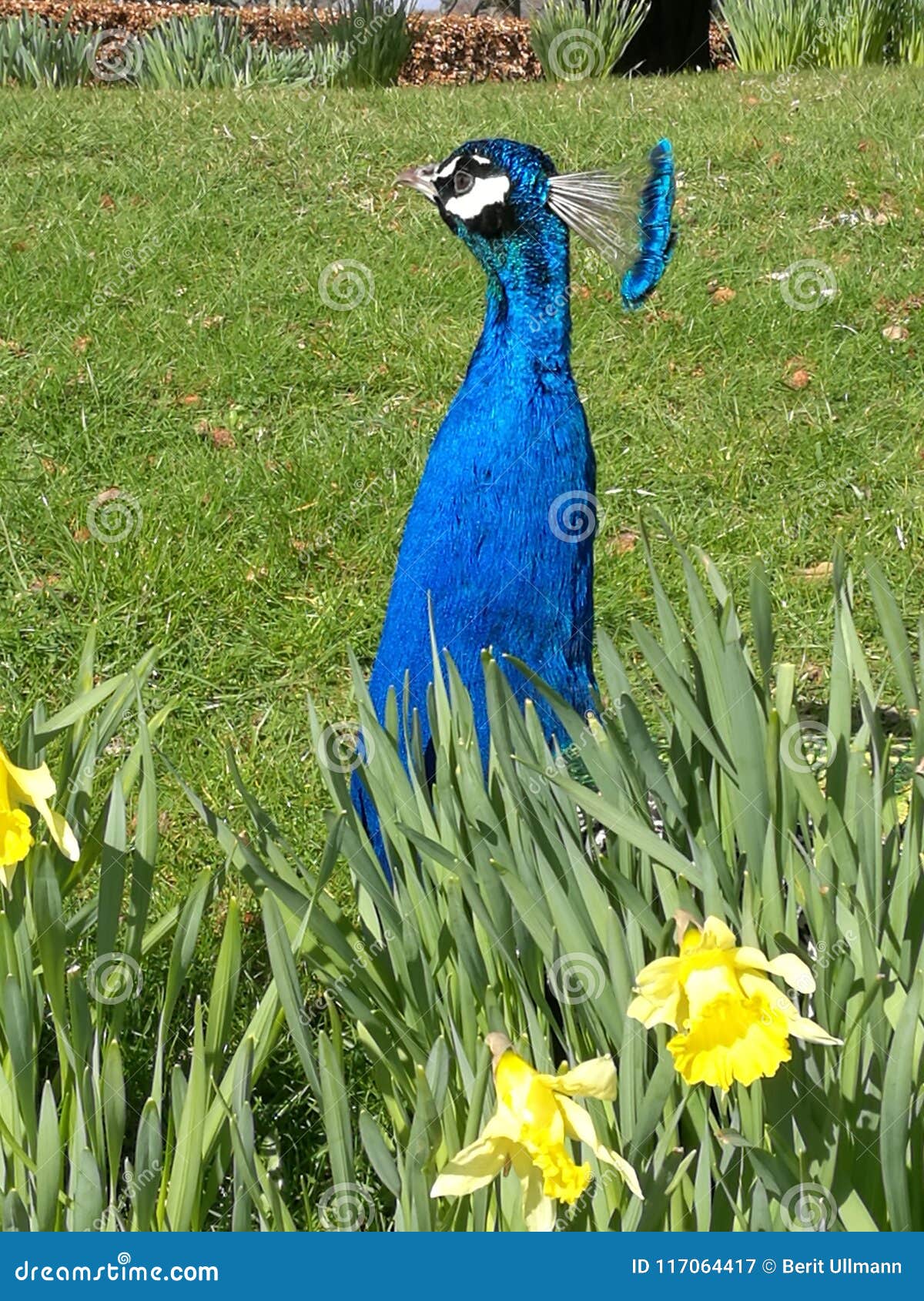 Pauw stock afbeelding. Image of zomer, pauw, geel, vogel - 117064417