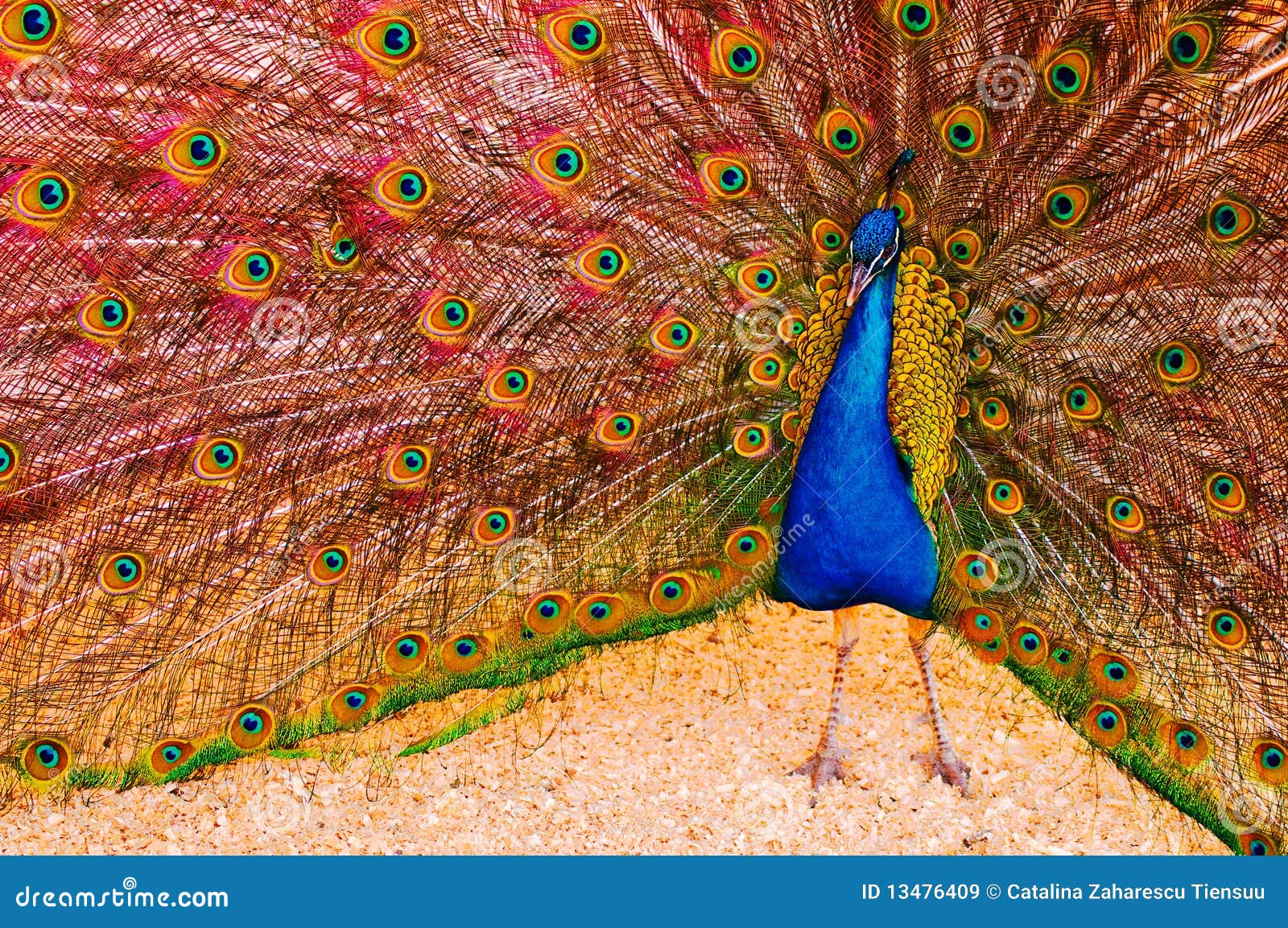 Pauw stock afbeelding. Image of groen, rood, pauw, kleuren - 13476409