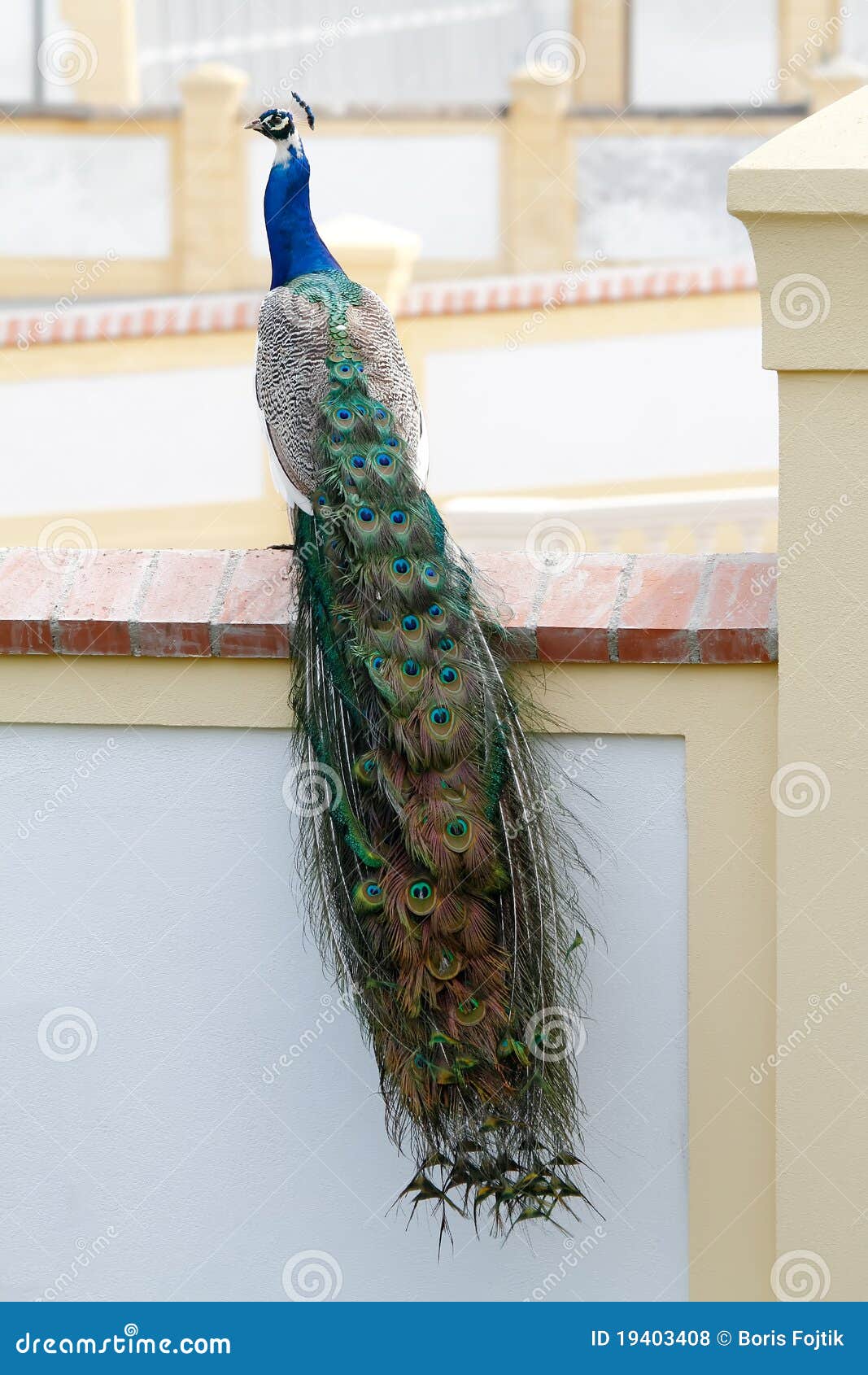 Pauw stock foto. Image of dier, vogel, aantrekkelijk - 19403408