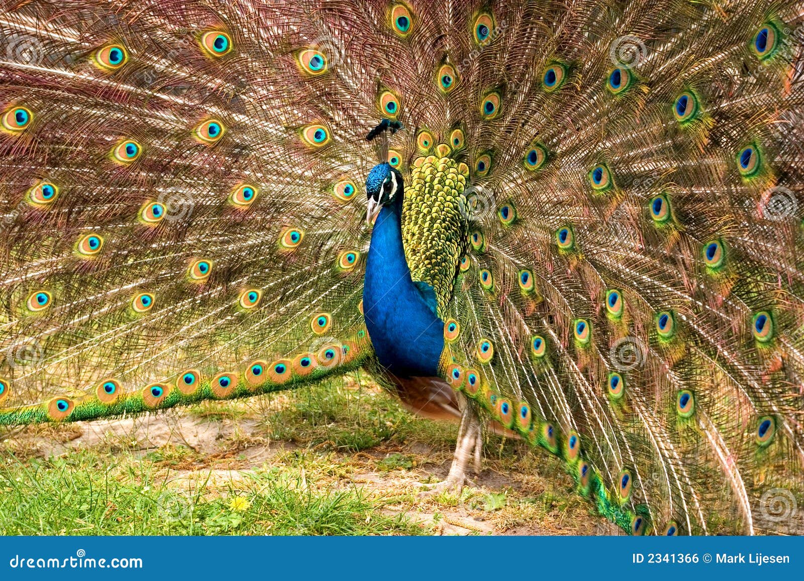 Pauw Picture. Image: 2341366