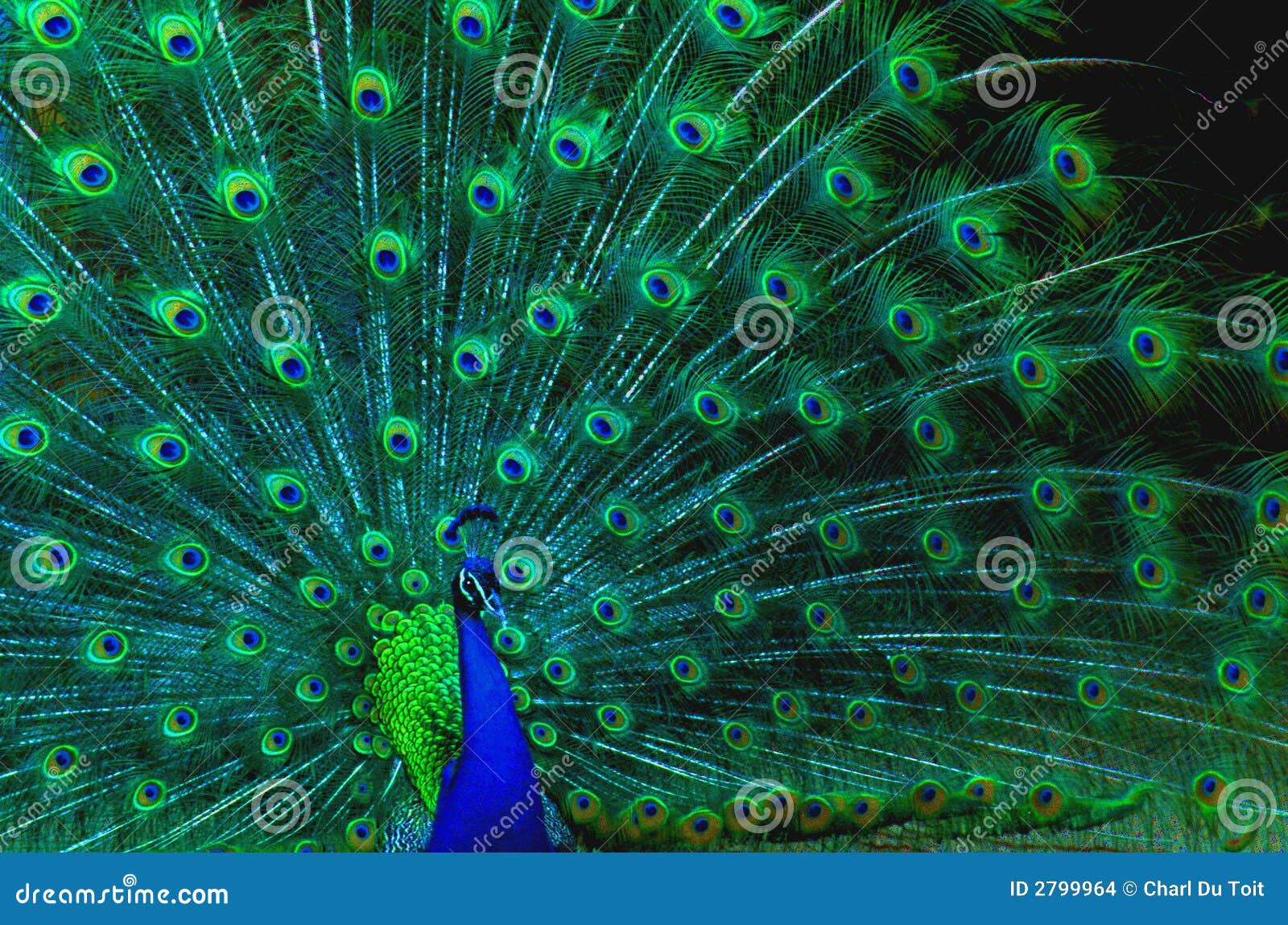 Pauw stock foto. Image of vogel, mooi, pauw, geacclimatiseerd - 2799964