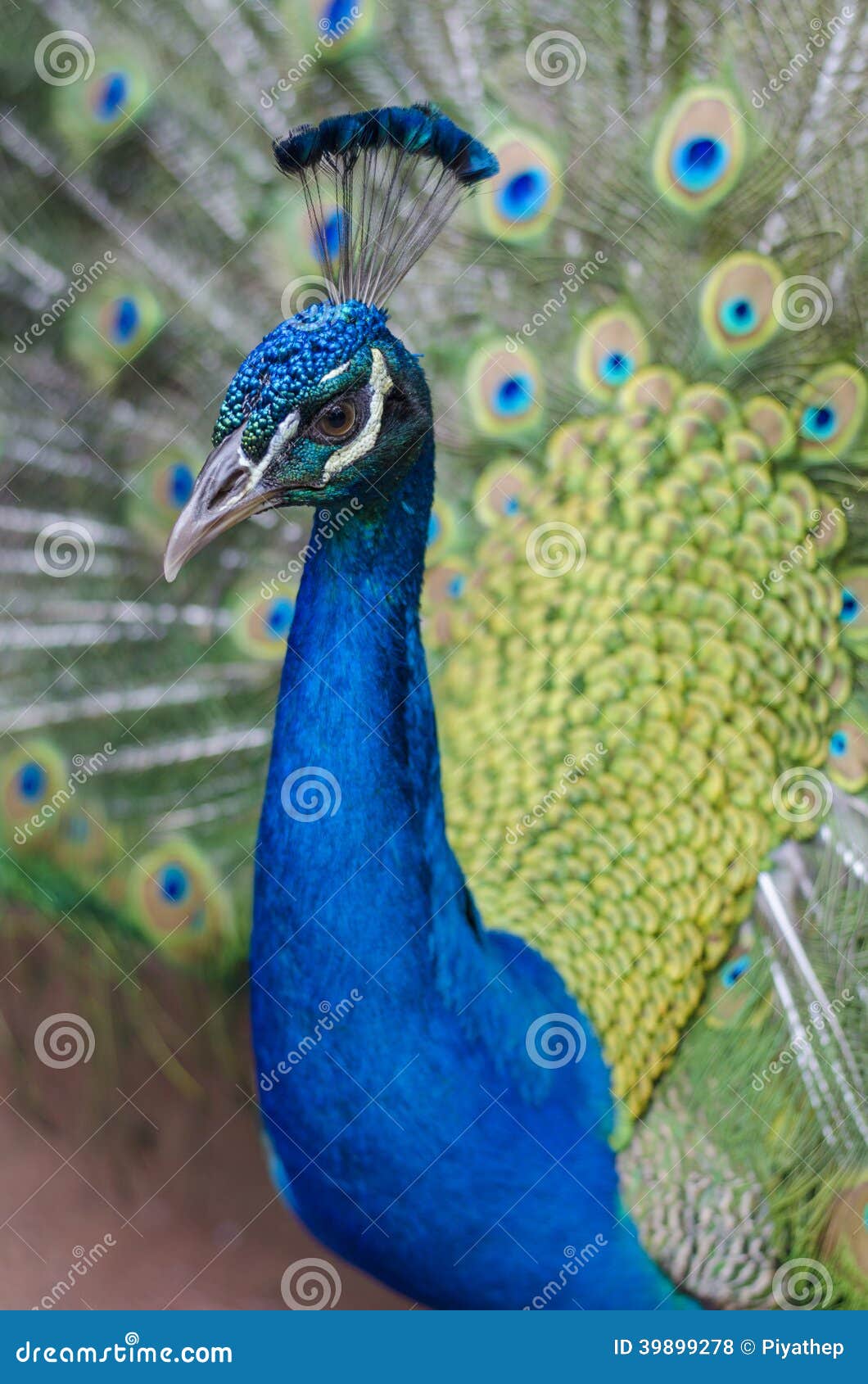 Pauw stock foto. Image of veer, fazant, dier, gekleurd - 39899278