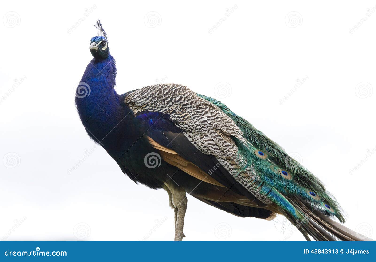 Pauw stock afbeelding. Image of dier, mannetje, gemeenschappelijk ...