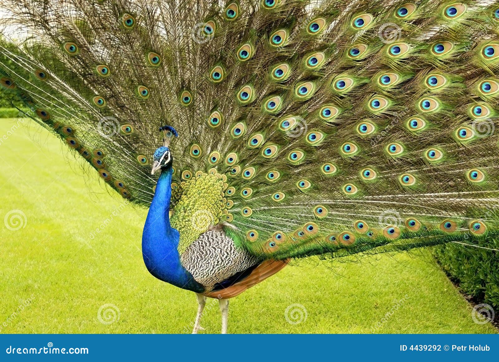 Pauw stock foto. Image of ventilator, blauw, dier, plechtig - 4439292