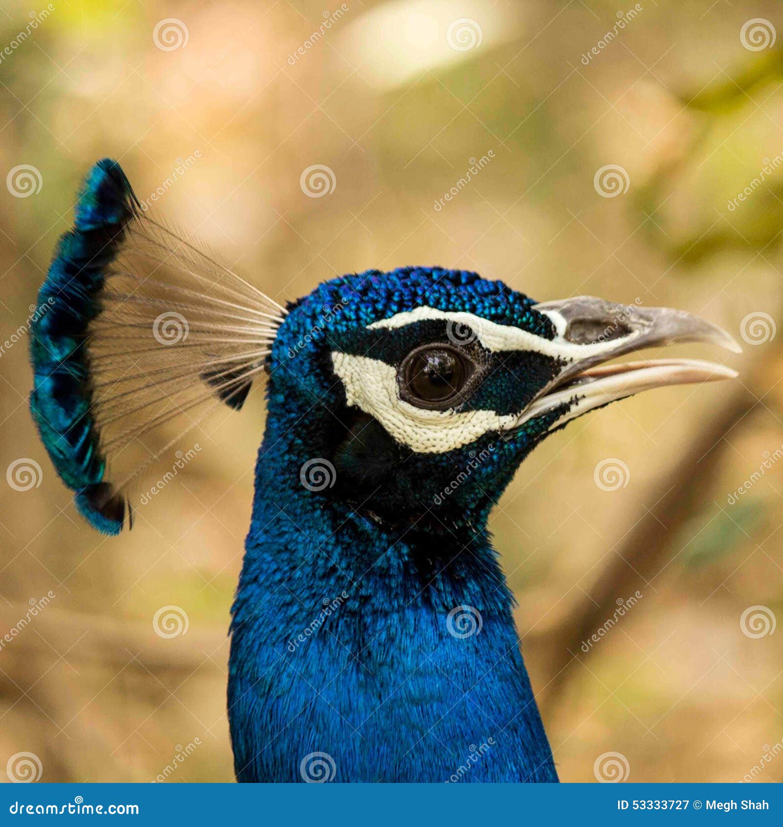 Pauw stock afbeelding. Image of vogels, pauw, indisch - 53333727