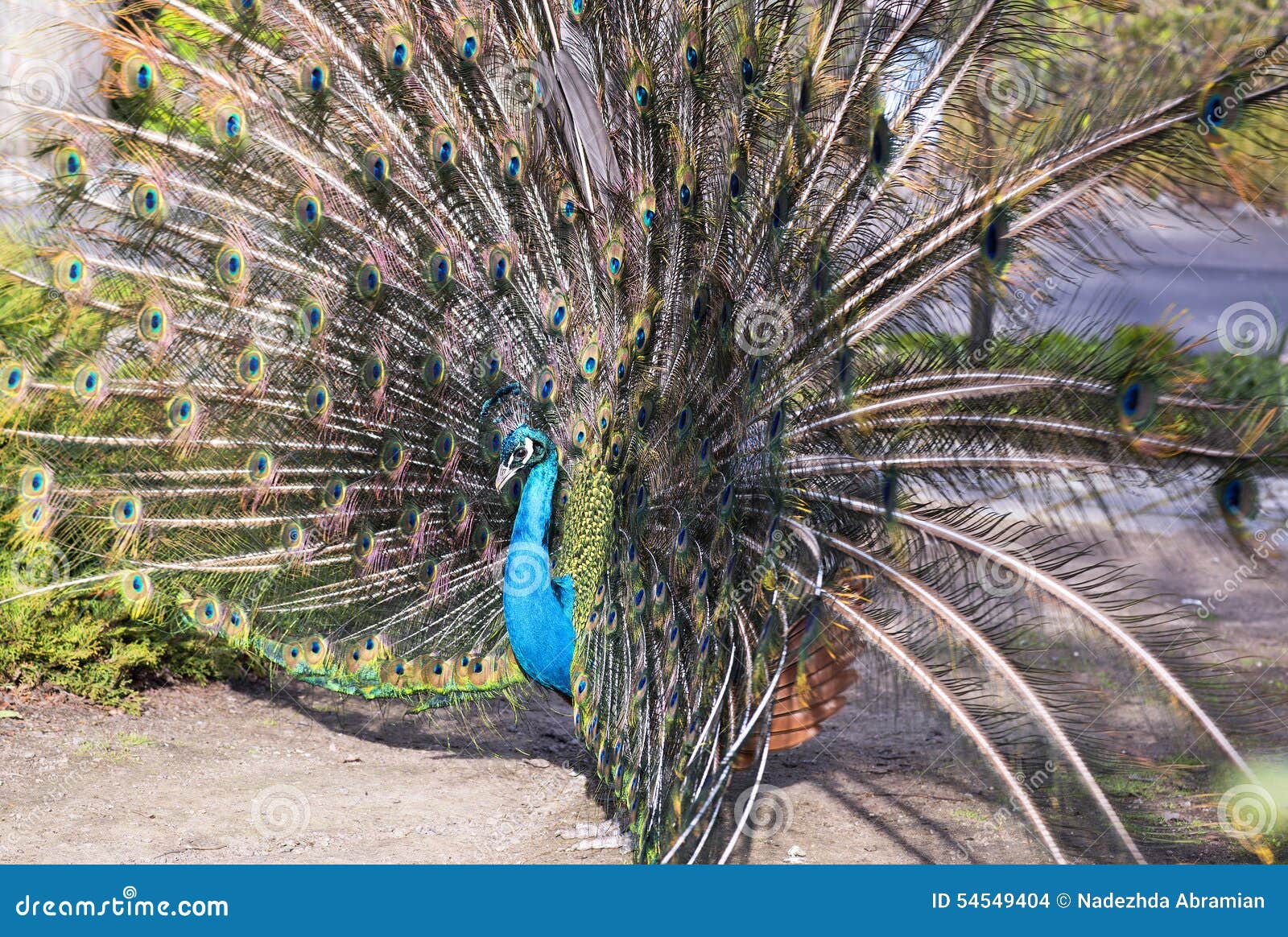 Pauw stock foto. Image of dierentuin, soort, dier, pauzes - 54549404