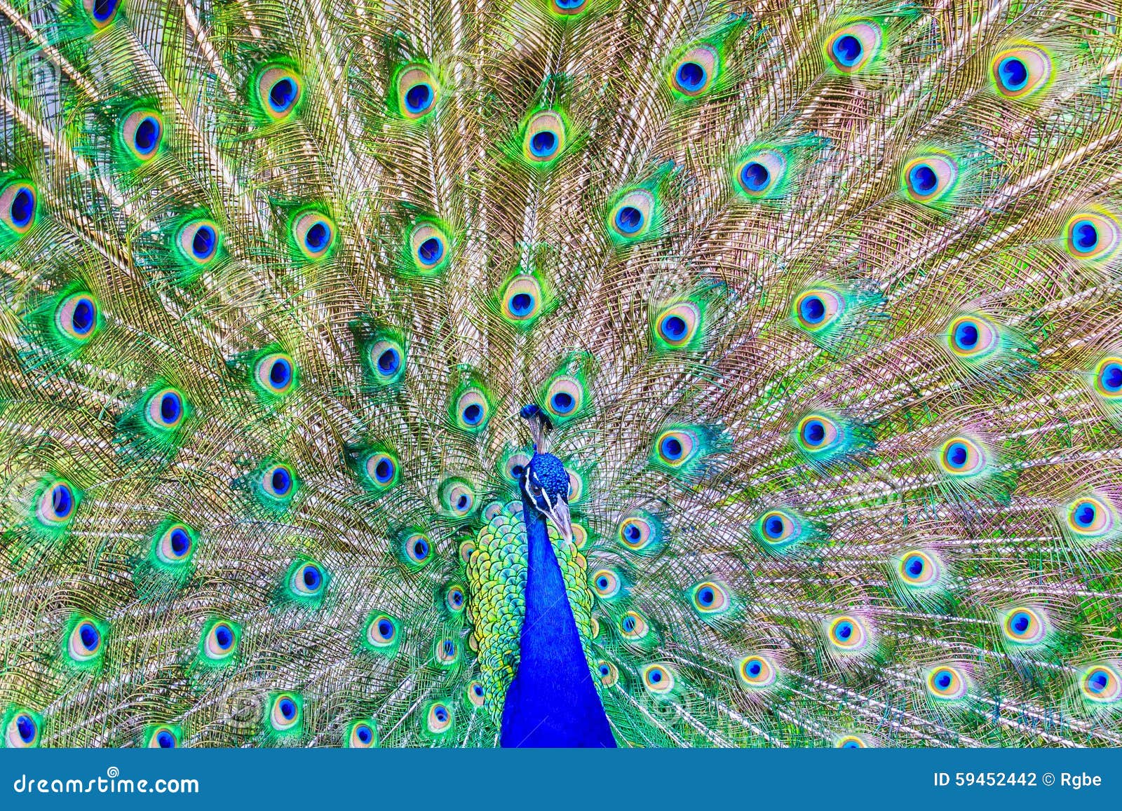 Pauw stock foto. Image of sluit, vogel, geel, pauw, blauw - 59452442