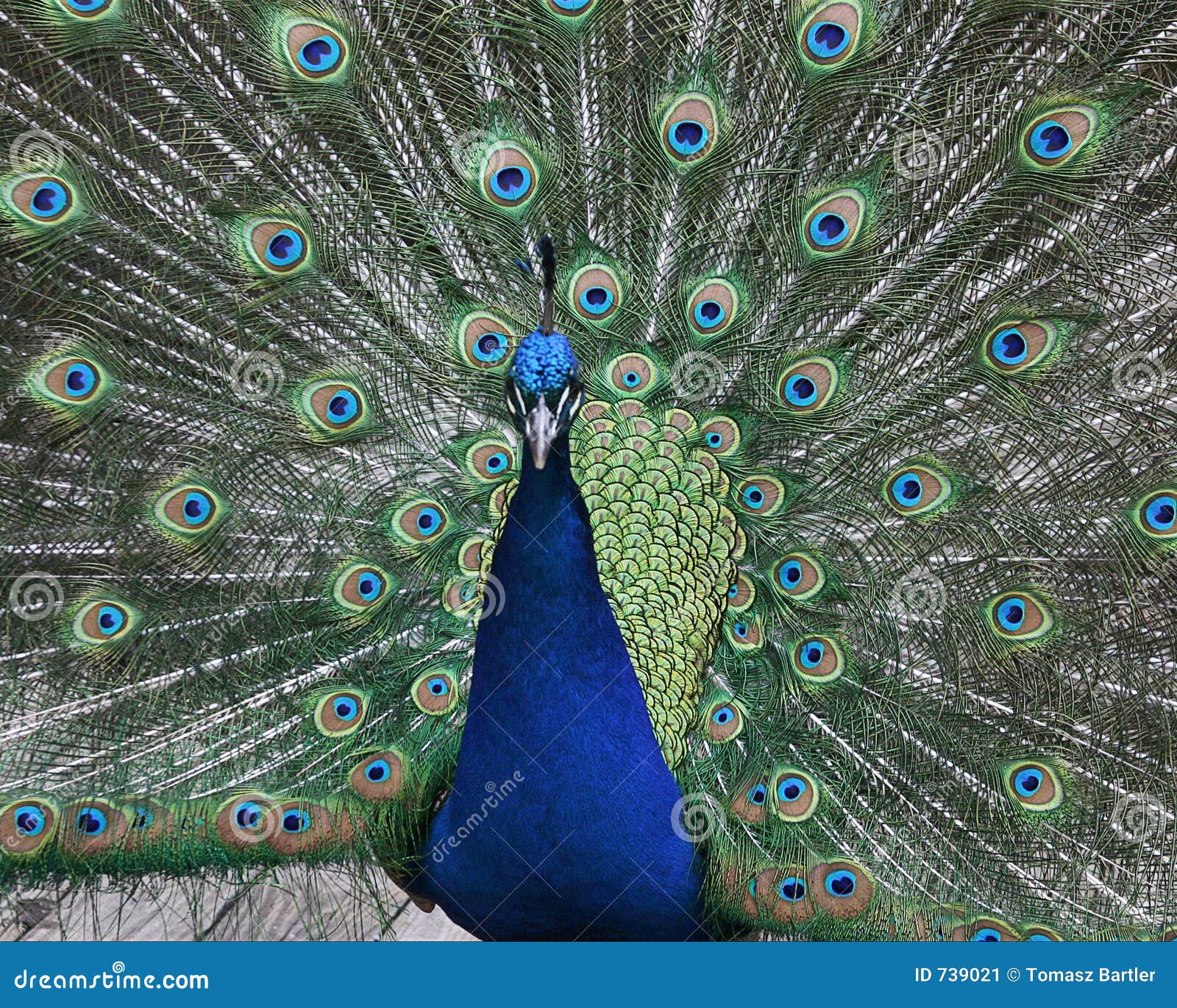 Pauw stock afbeelding. Image of kleurrijk, veren, pauw - 739021