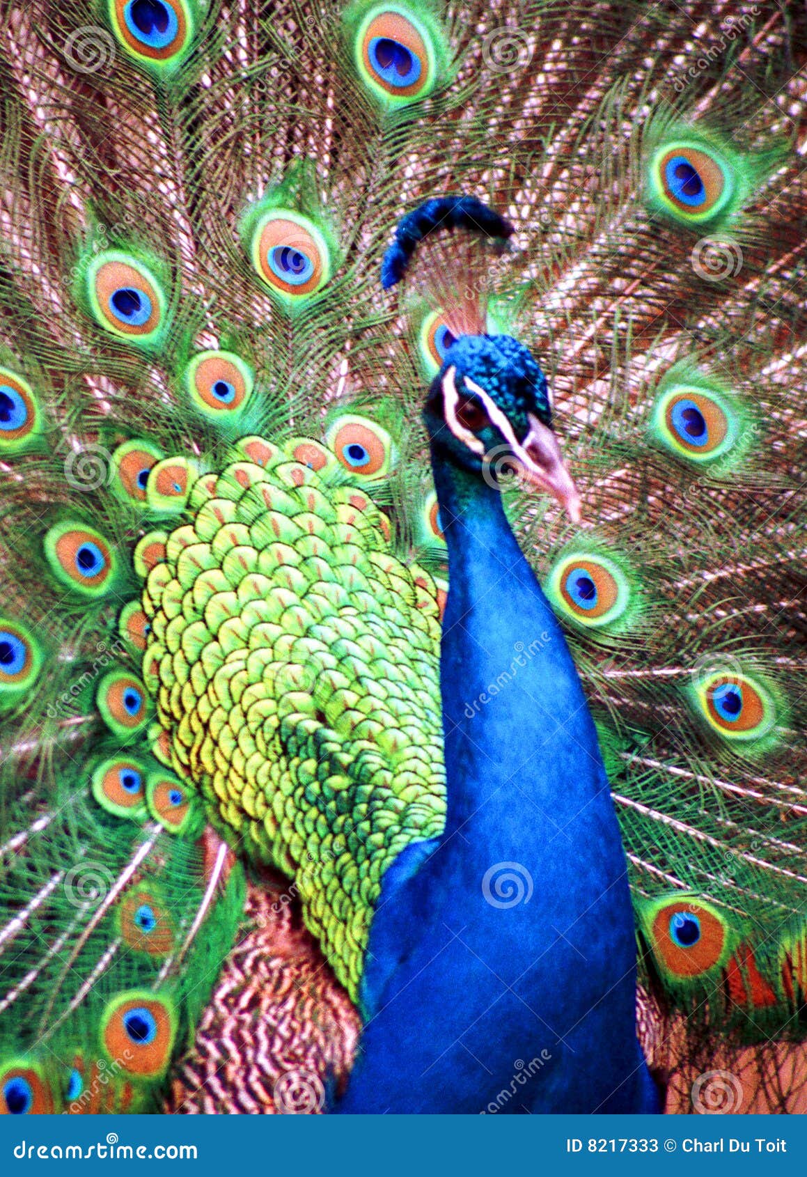 Pauw stock afbeelding. Image of geacclimatiseerd, mannetje - 8217333