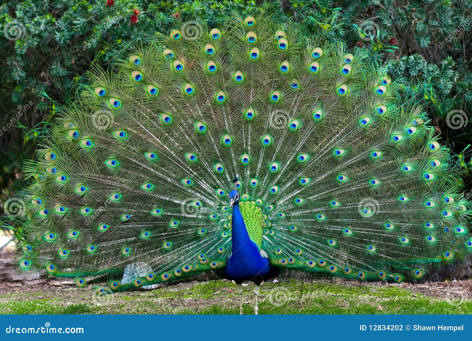 Pauw met gewaaide staart stock foto. Image of glans, kleurrijk - 12834202