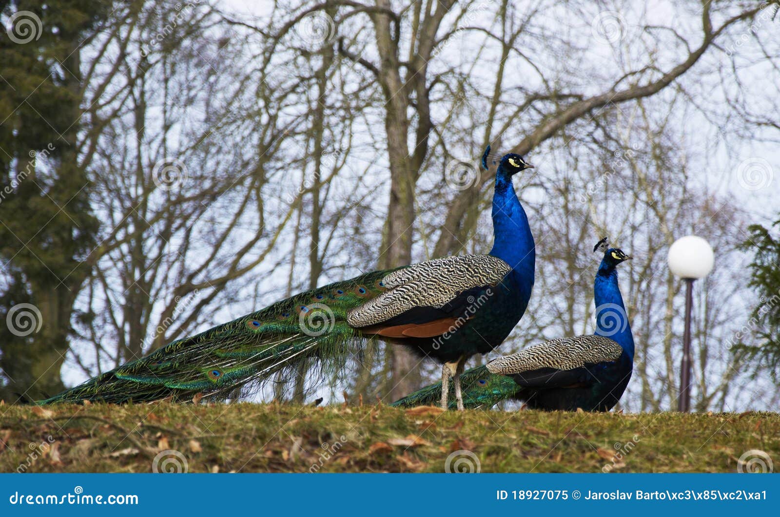 Pauwen stock afbeelding. Image of vogel, kasteel, dier - 18927075
