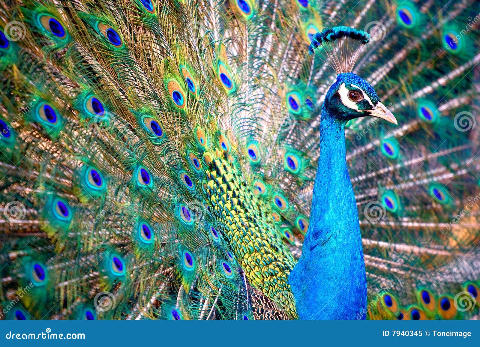 Pavão imagem de stock. Imagem de plumagem, arrogante, primo - 7940345