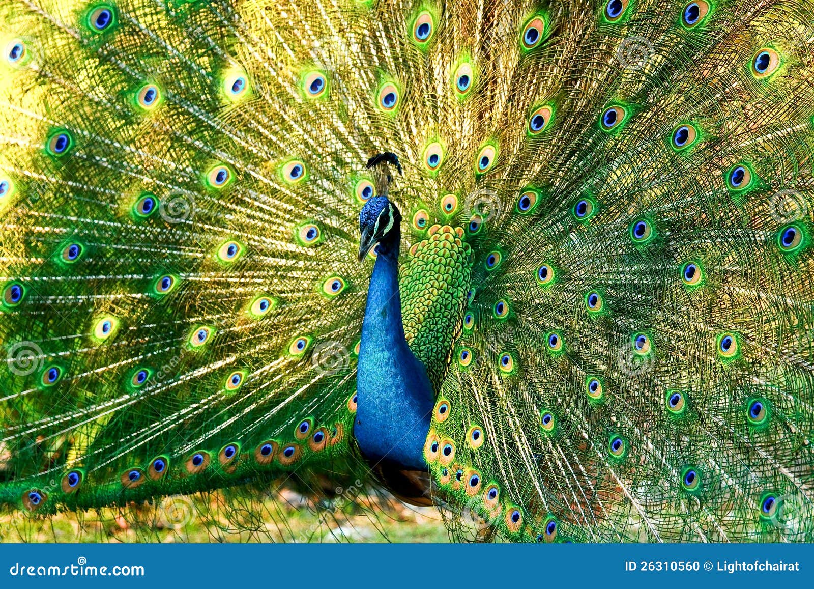 Pavão azul foto de stock. Imagem de indicador, bico, beleza - 26310560