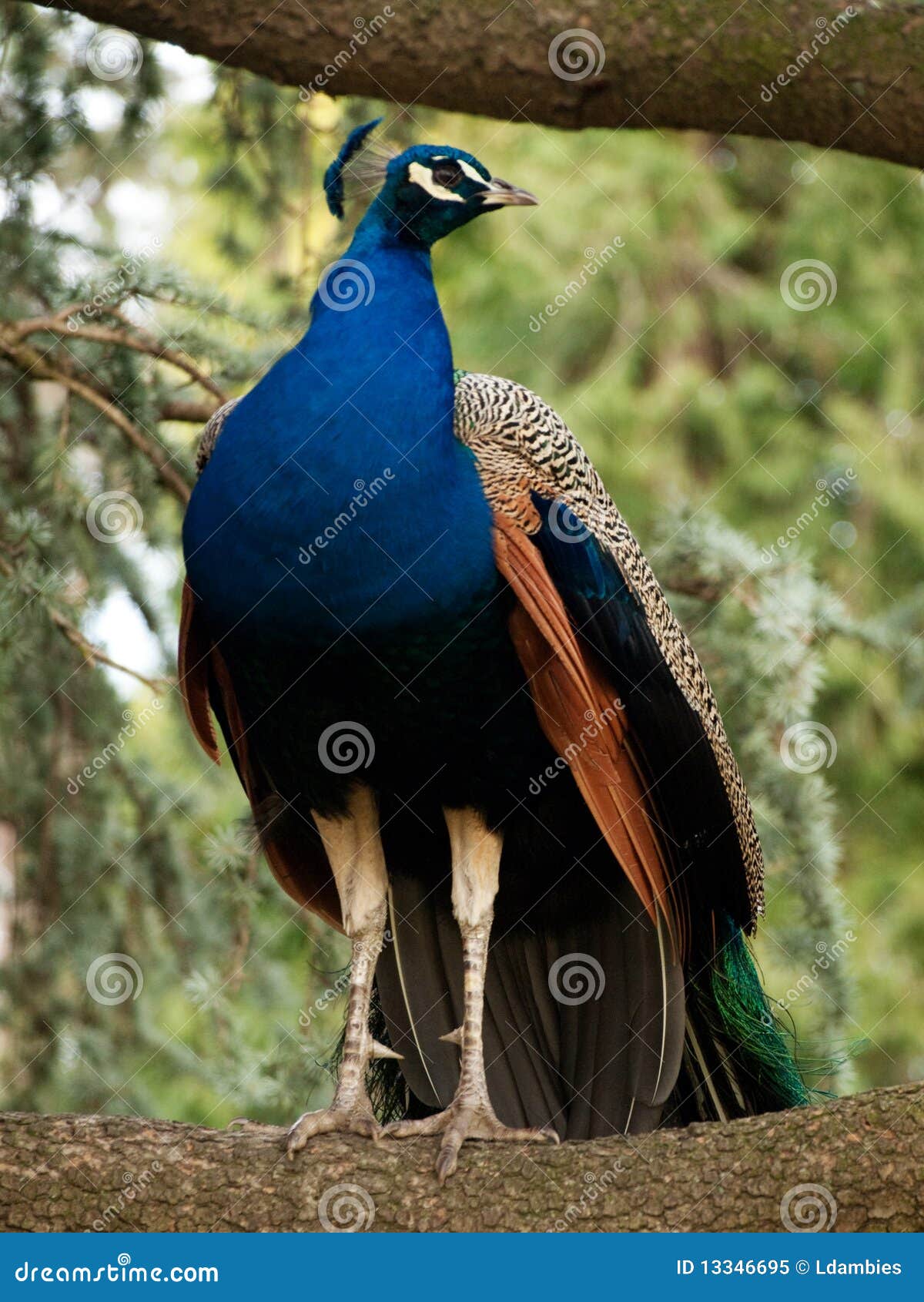 Pavão azul bonito imagem de stock. Imagem de colorido - 13346695
