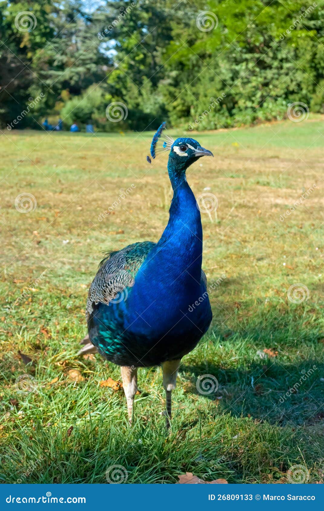 Pavão Azul Em Jardins Da Bagatela Imagem de Stock - Imagem de protegido ...