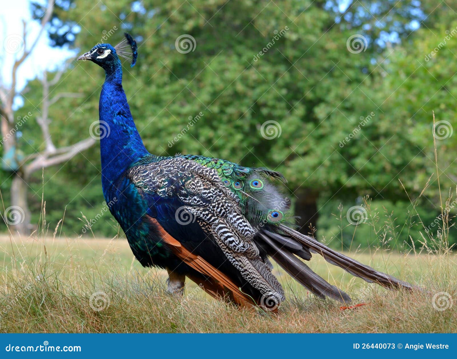 Pavão Colorido Fotos de Stock - Imagem: 26440073