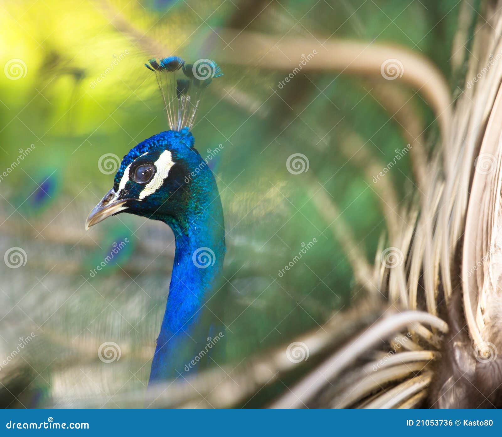 Pavão Colorido Na Pena Cheia. Foto de Stock - Imagem de brilhante ...
