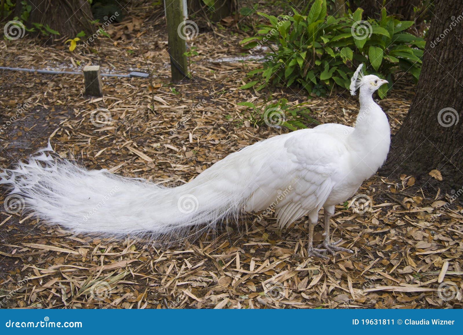 Pavão do albino imagem de stock. Imagem de exterior, majestoso - 19631811