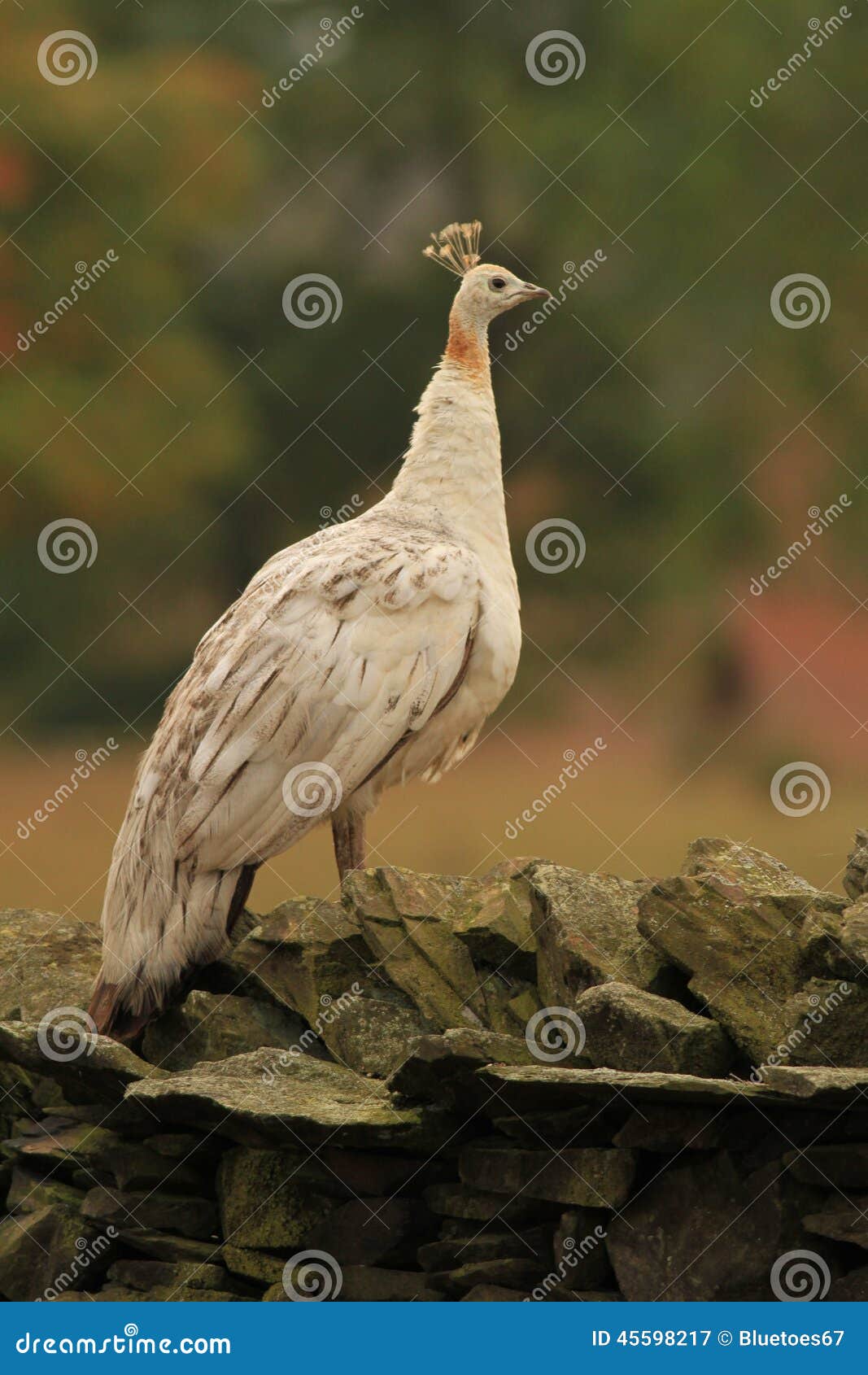 Pavão fêmea branco imagem de stock. Imagem de fita, atraia - 45598217