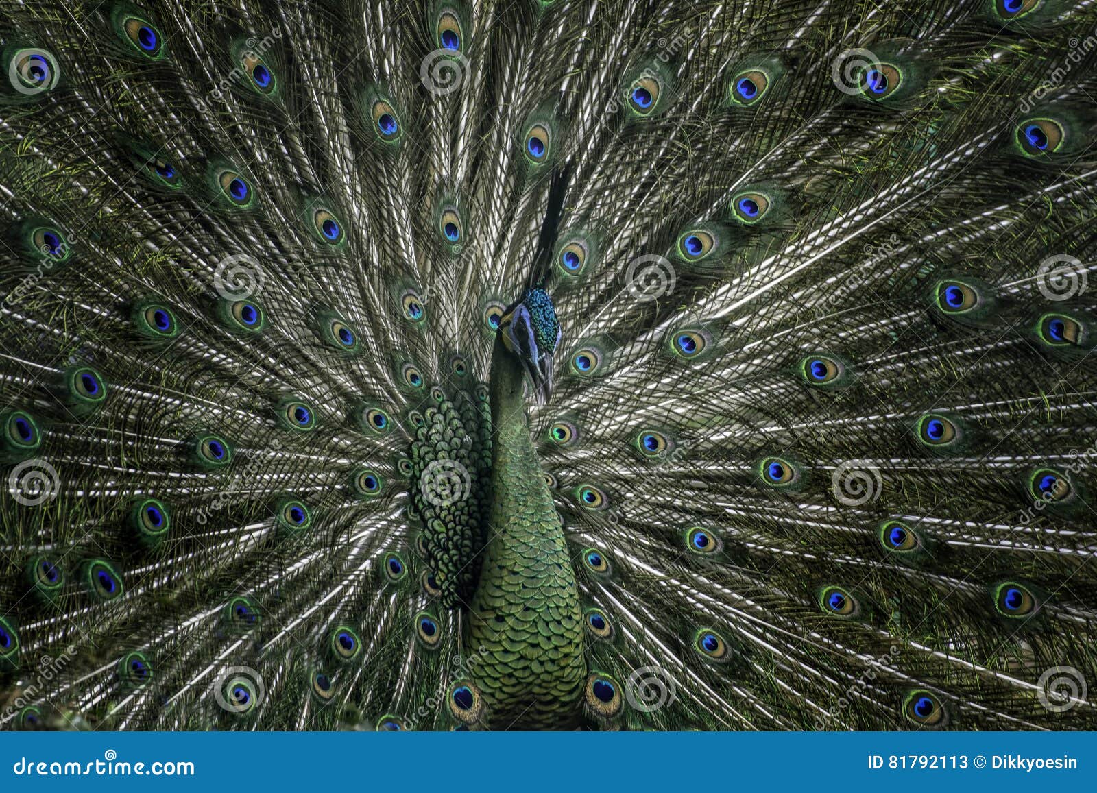 Pavão verde imagem de stock. Imagem de elegância, alaranjado - 81792113