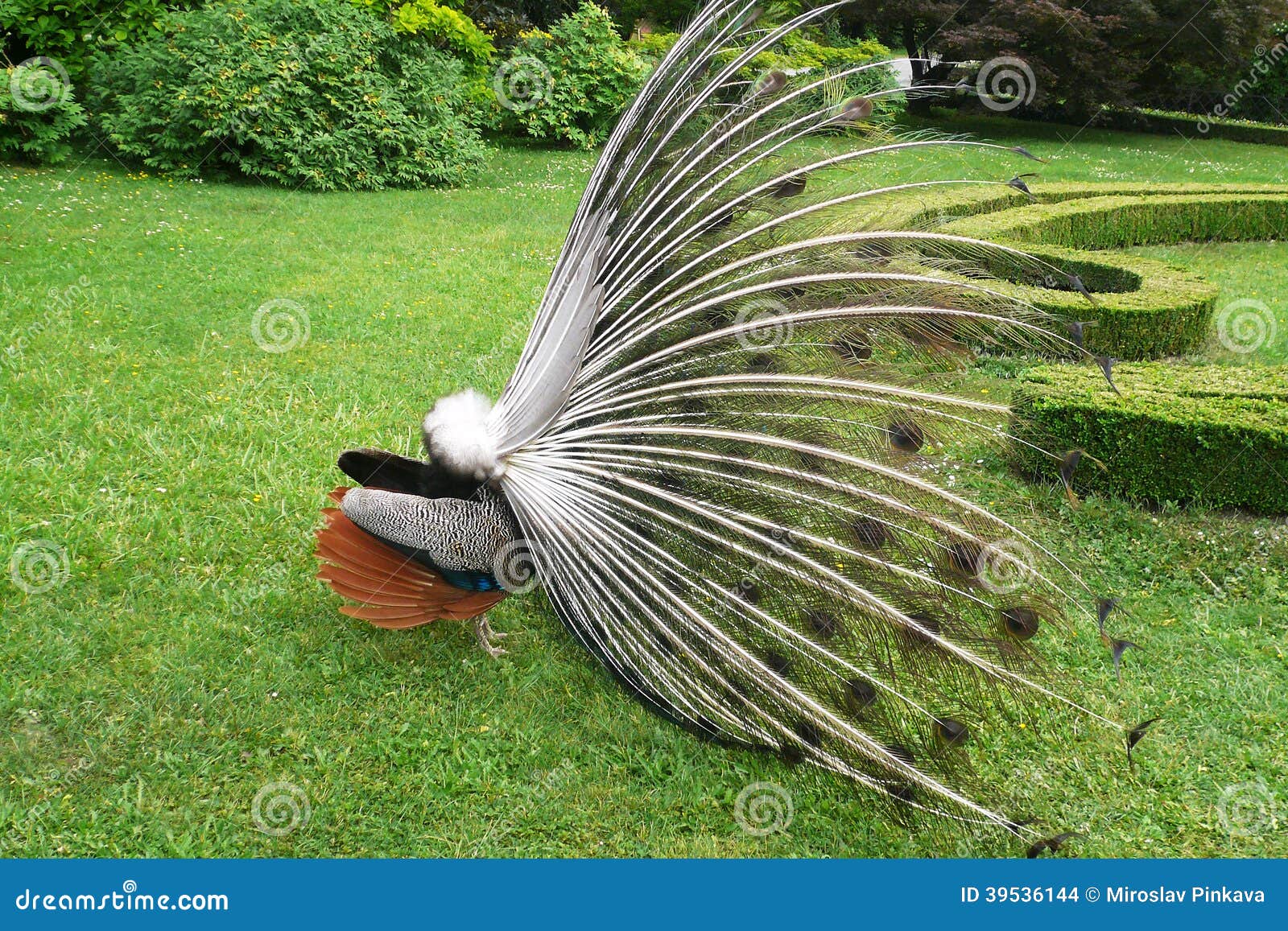 Pava Real De Los Beackons Del Pavo Real Foto de archivo - Imagen de ...