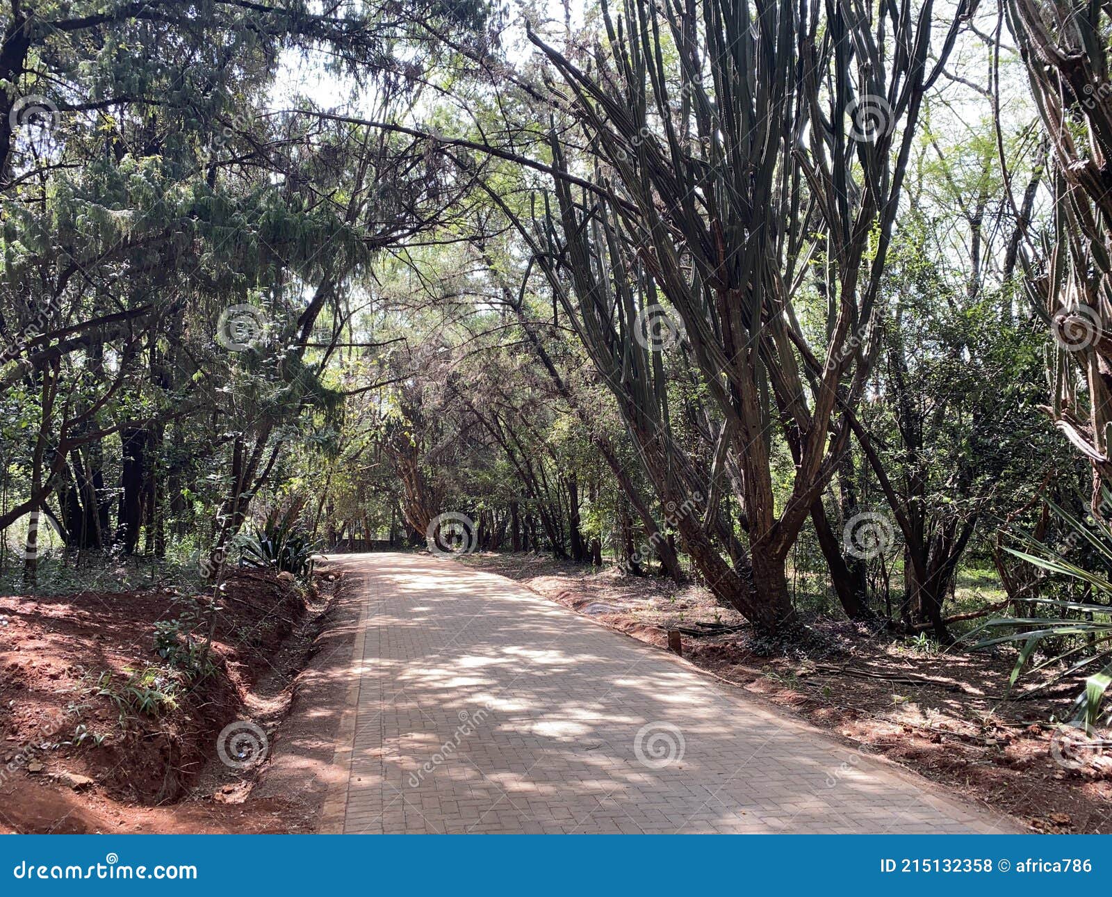 Paved Footpath in Arboretum in Nairobi Kenya Stock Photo - Image of ...
