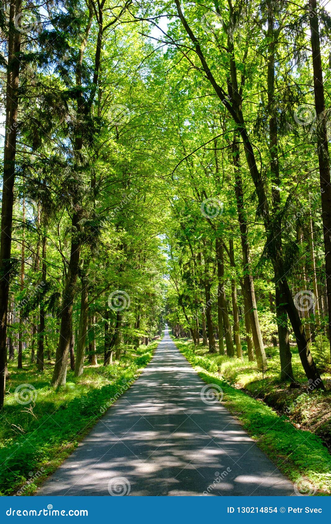 Paved forest access road stock photo. Image of plant - 130214854