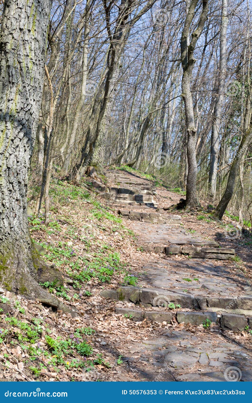Paved Forest Pathway stock image. Image of nature, footpath - 50576353