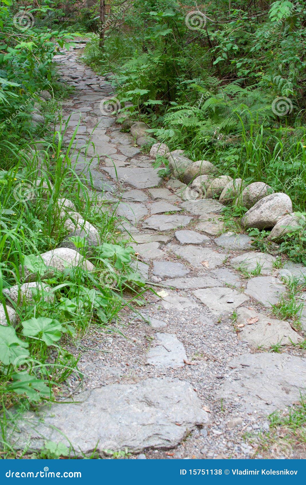 Paved forest trail stock photo. Image of wood, woods - 15751138