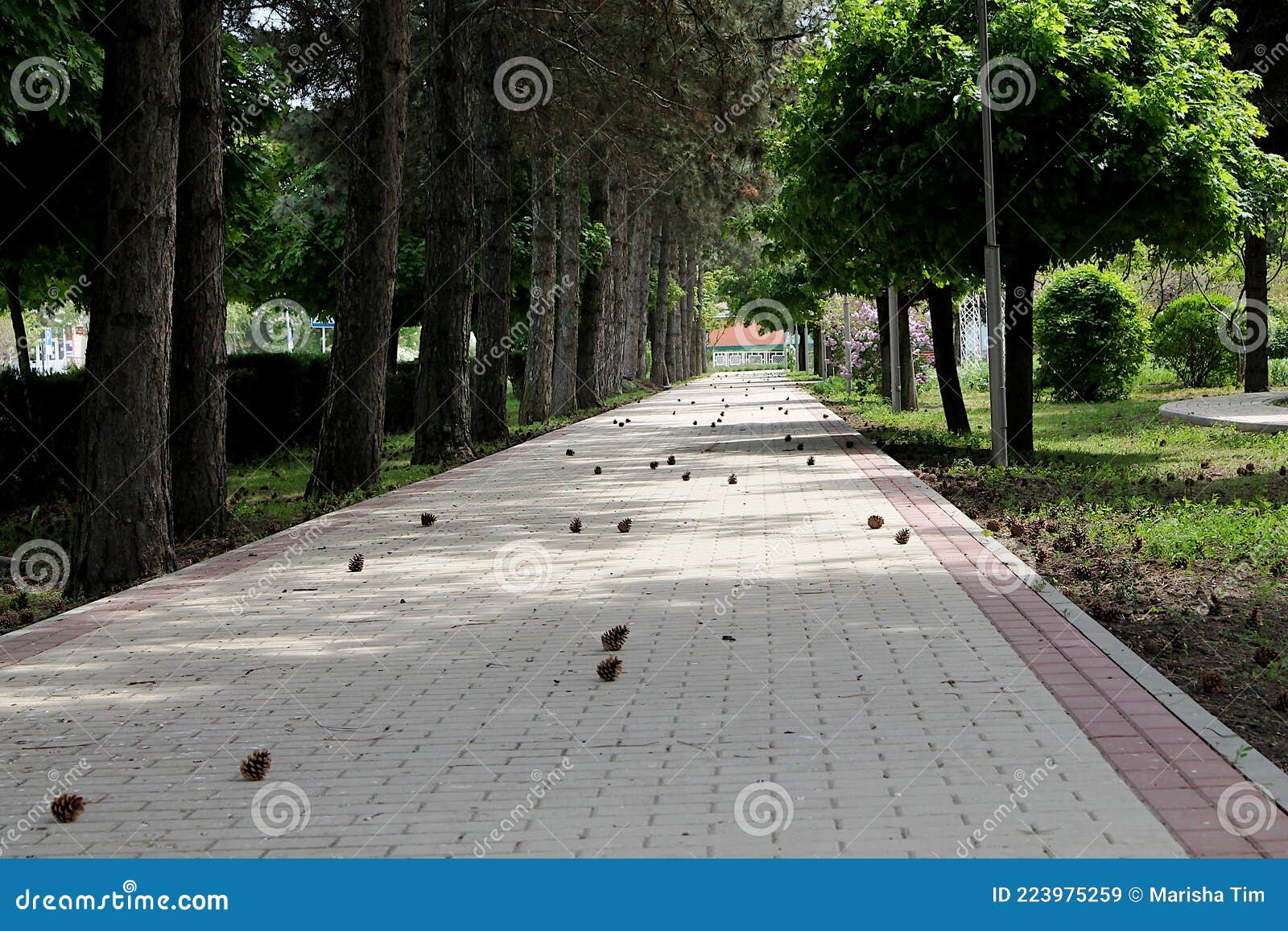 Asphalt path in the park. stock image. Image of park - 223975259