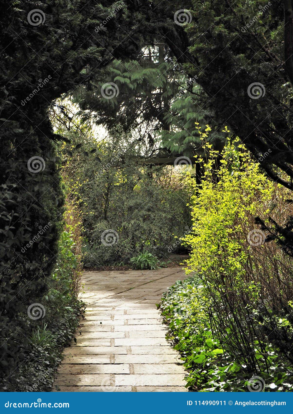 Path through an Archway Formed from a Hedge with Sunlight Stock Image ...