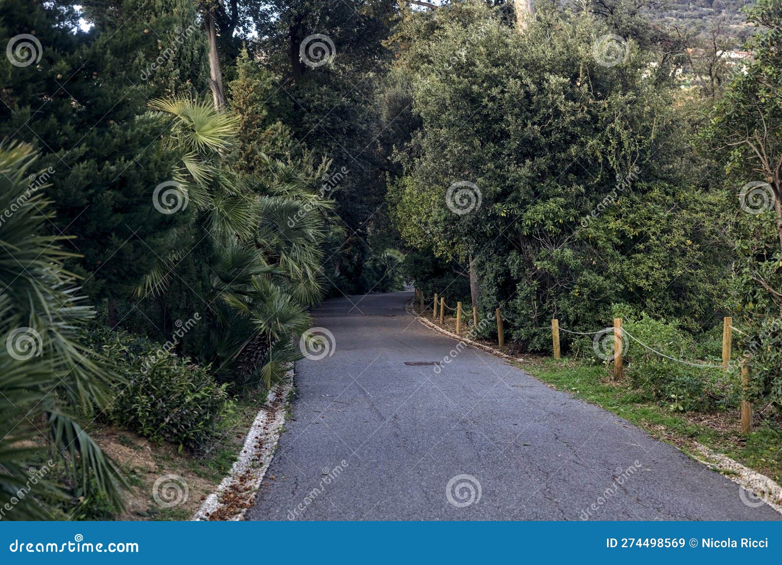 Paved Path Bordered by Trees and Hedges at Sunset Stock Image - Image ...