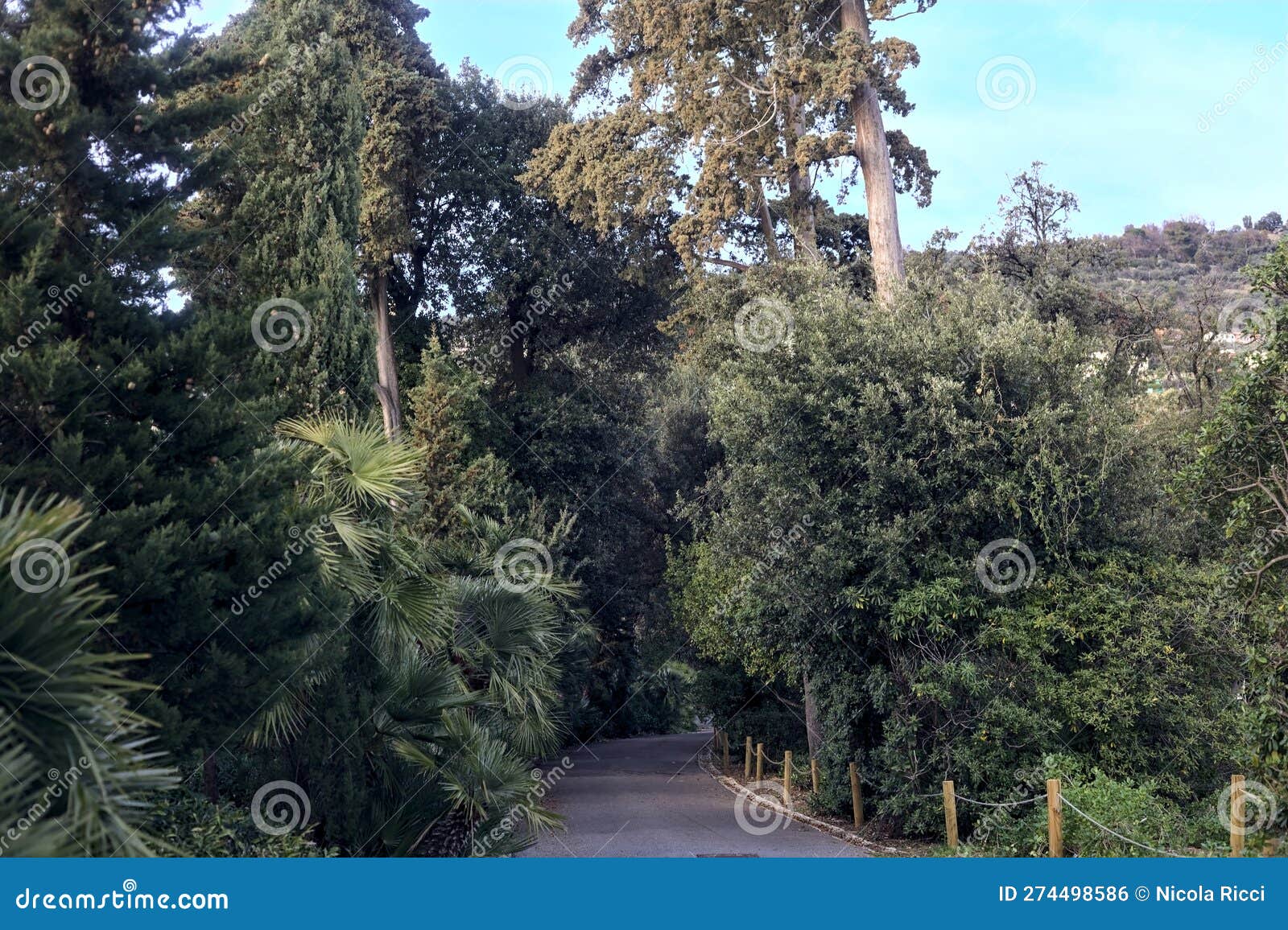 Paved Path Bordered by Trees and Hedges at Sunset Stock Photo - Image ...
