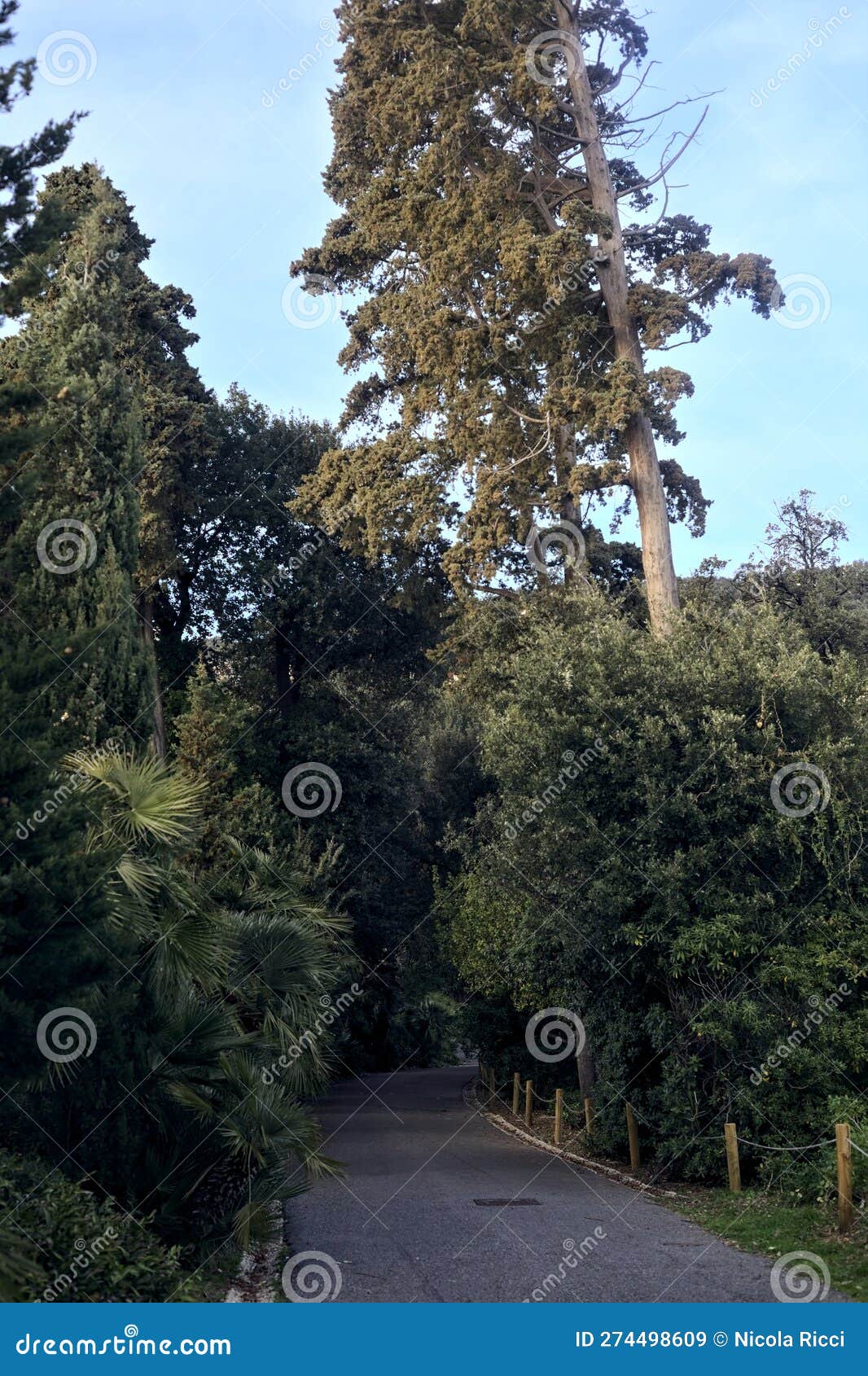 Paved Path Bordered by Trees and Hedges at Sunset Stock Image - Image ...