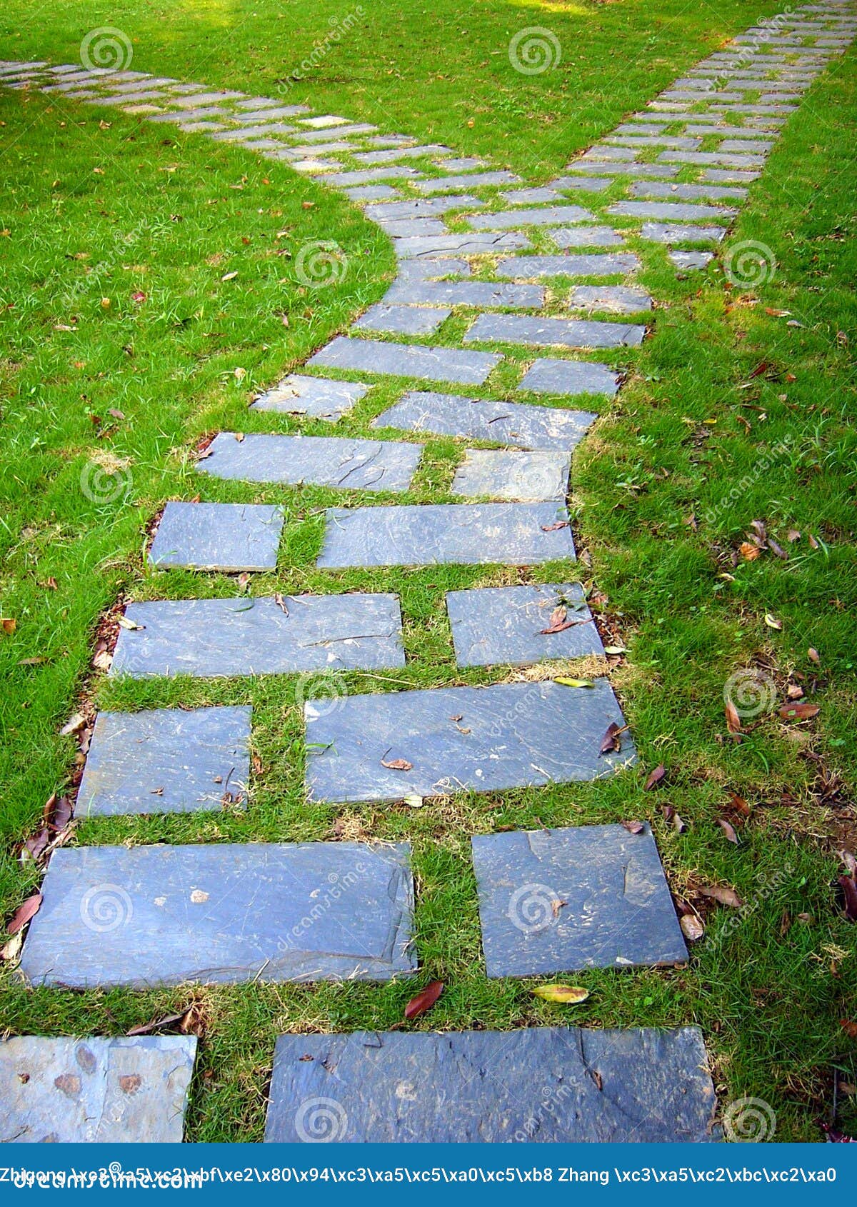 Paved Path in Greens,vetical Stock Photo - Image of differ, diverity ...
