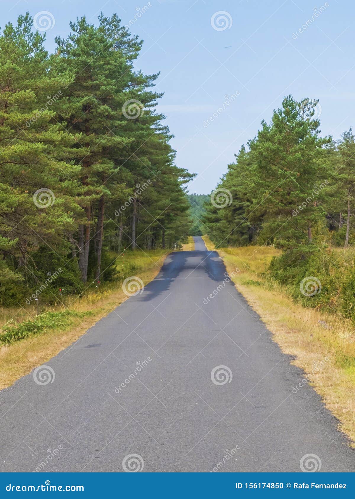 Paved Path Leading through Dense Forest Stock Photo - Image of forest ...