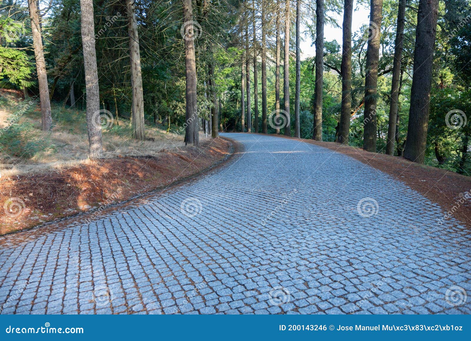 Paved Path in a Park with Trees in the Larerals Stock Photo - Image of ...