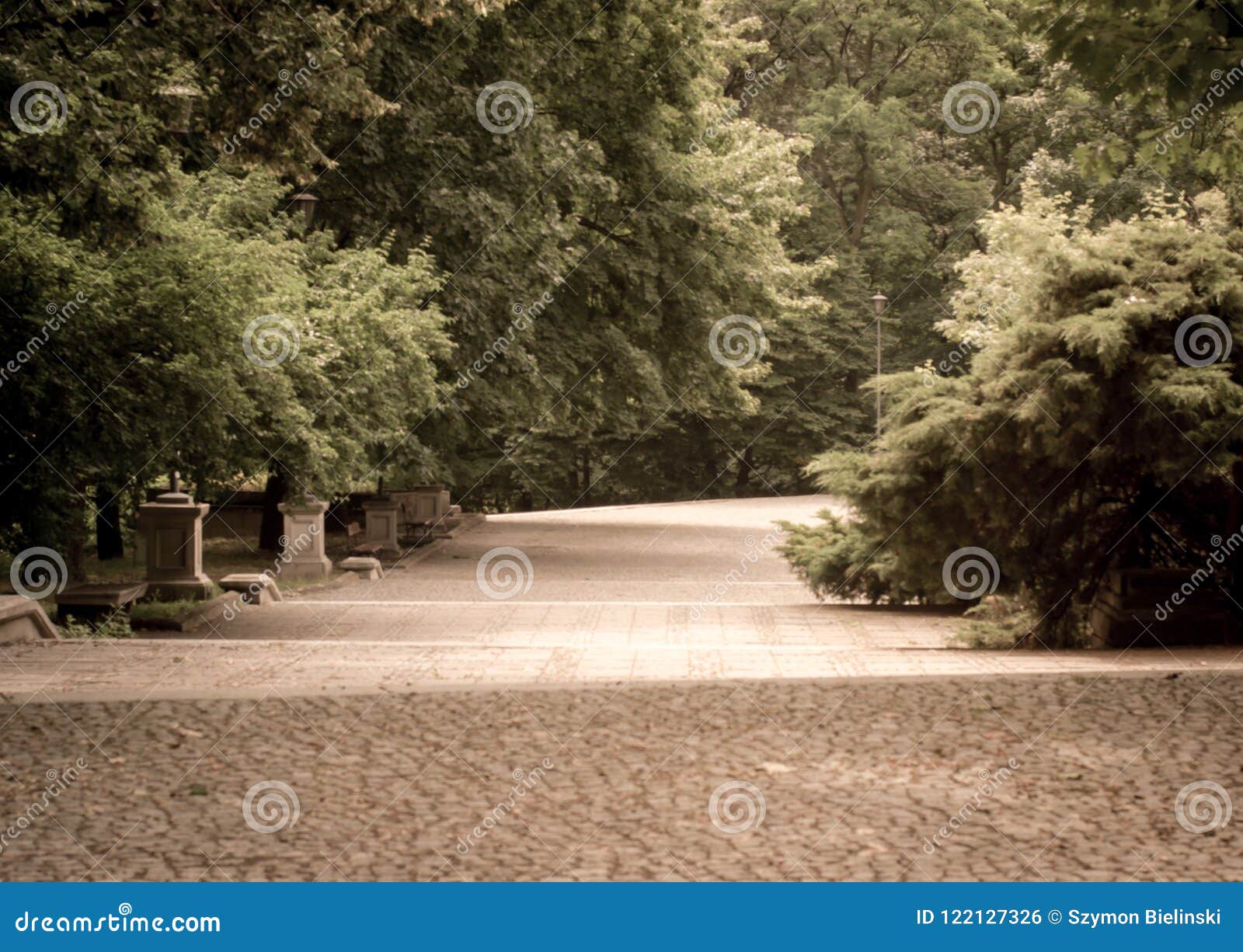 A Paved Path in the Park between the Trees Stock Photo - Image of walk ...