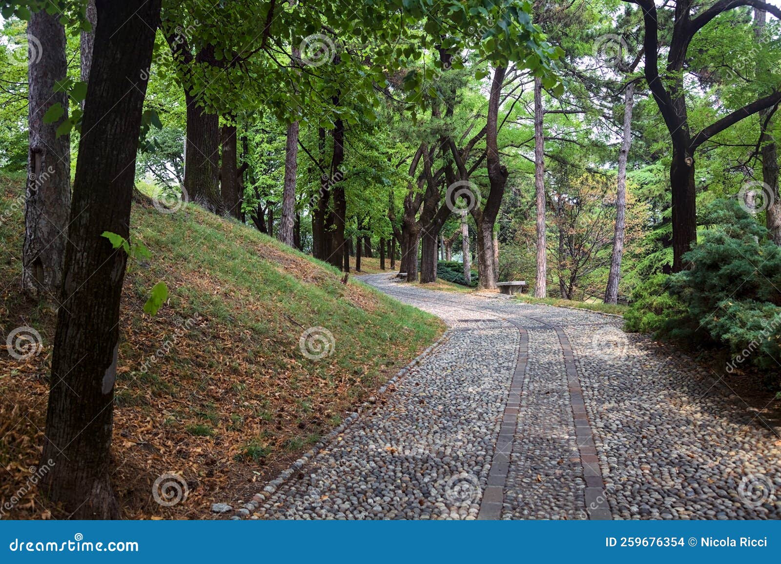 Paved Path Under a Tree Canopy Stock Photo - Image of grass, idyllic ...