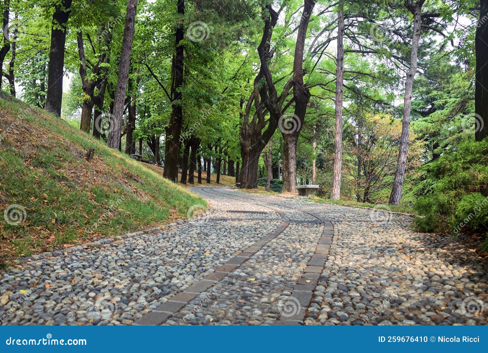 Paved Path Under a Tree Canopy Stock Photo - Image of bush, lush: 259676410