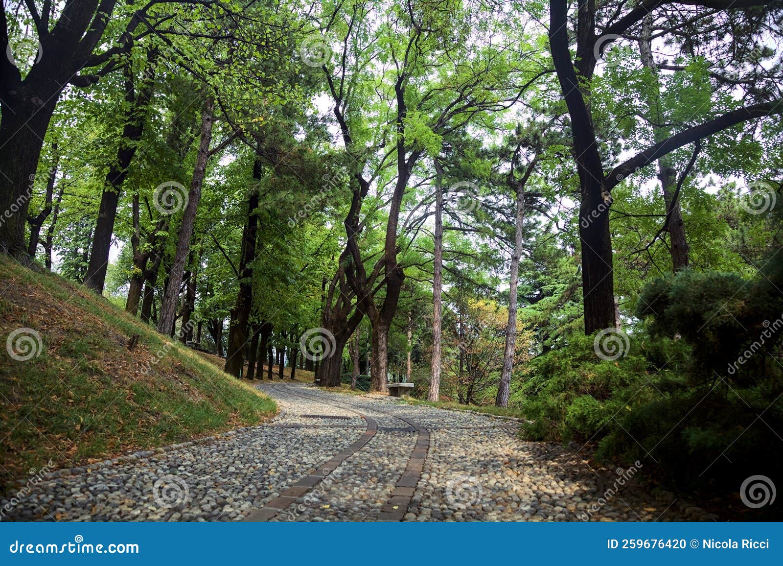 Paved Path Under a Tree Canopy Stock Photo - Image of lush, nature ...