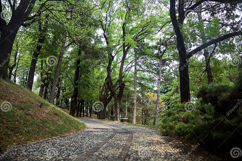 Paved Path Under a Tree Canopy Stock Photo - Image of lush, nature ...